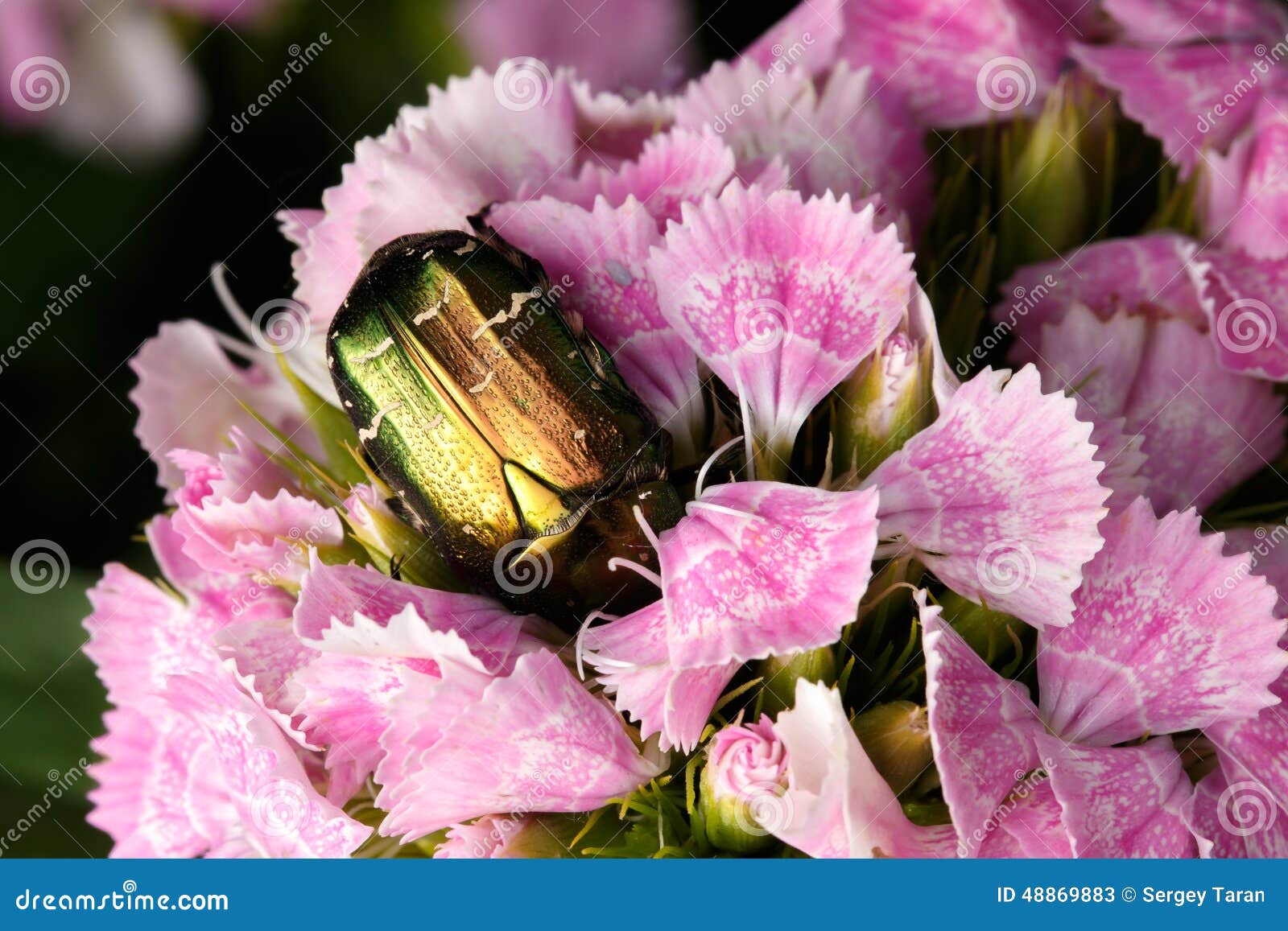 Chafer on pink flower stock image. Image of flower, sparkling - 48869883
