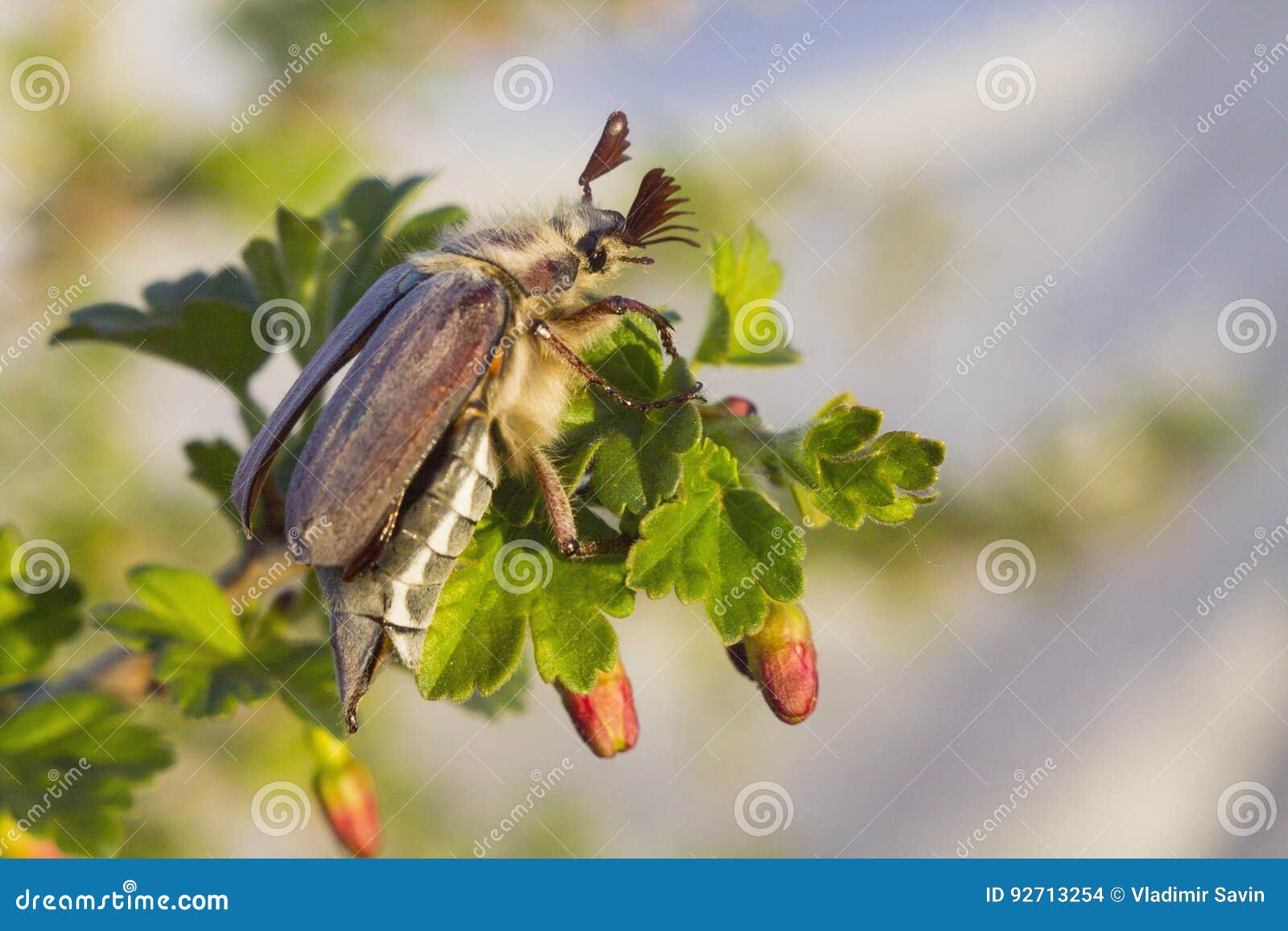 Chafer 5 stock photo. Image of green, spring, beetle - 92713254