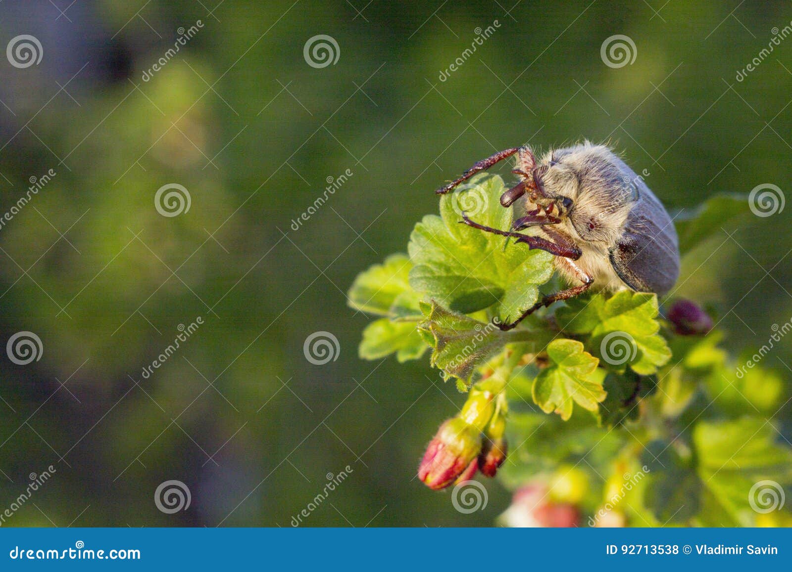 Chafer 1 stock photo. Image of leaves, wild, spring, animal - 92713538