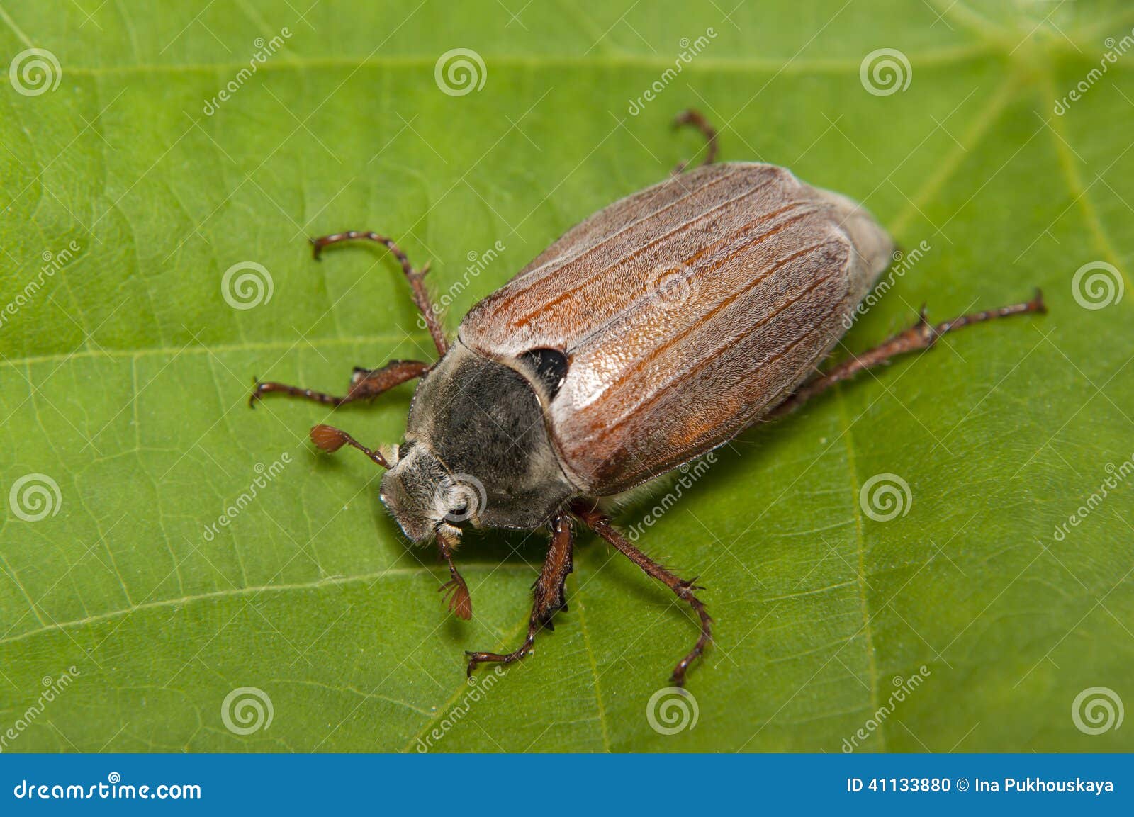 Chafer stock photo. Image of spring, closeup, green, cockchafer - 41133880