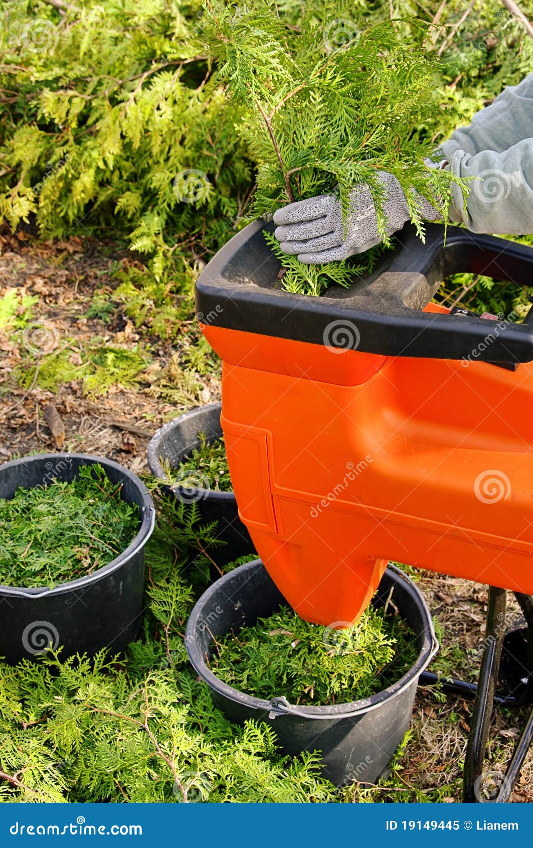 Chaff stock image. Image of garden, tree, gardening, twig - 19149445