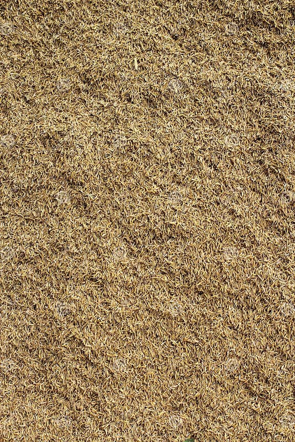 The chaff stock image. Image of natural, rural, barley - 25377171
