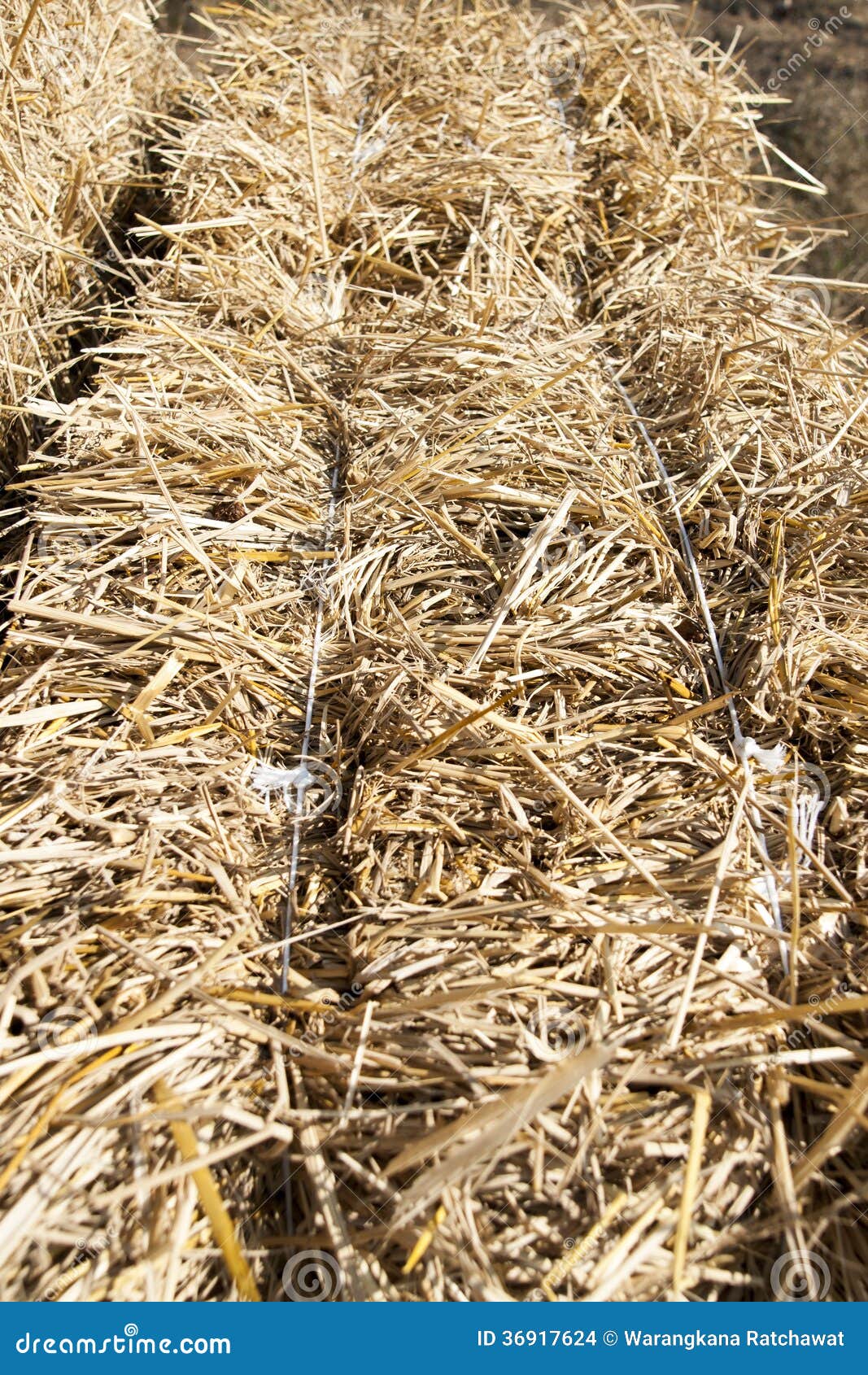 Chaff stock photo. Image of fodder, agriculture, farming - 36917624