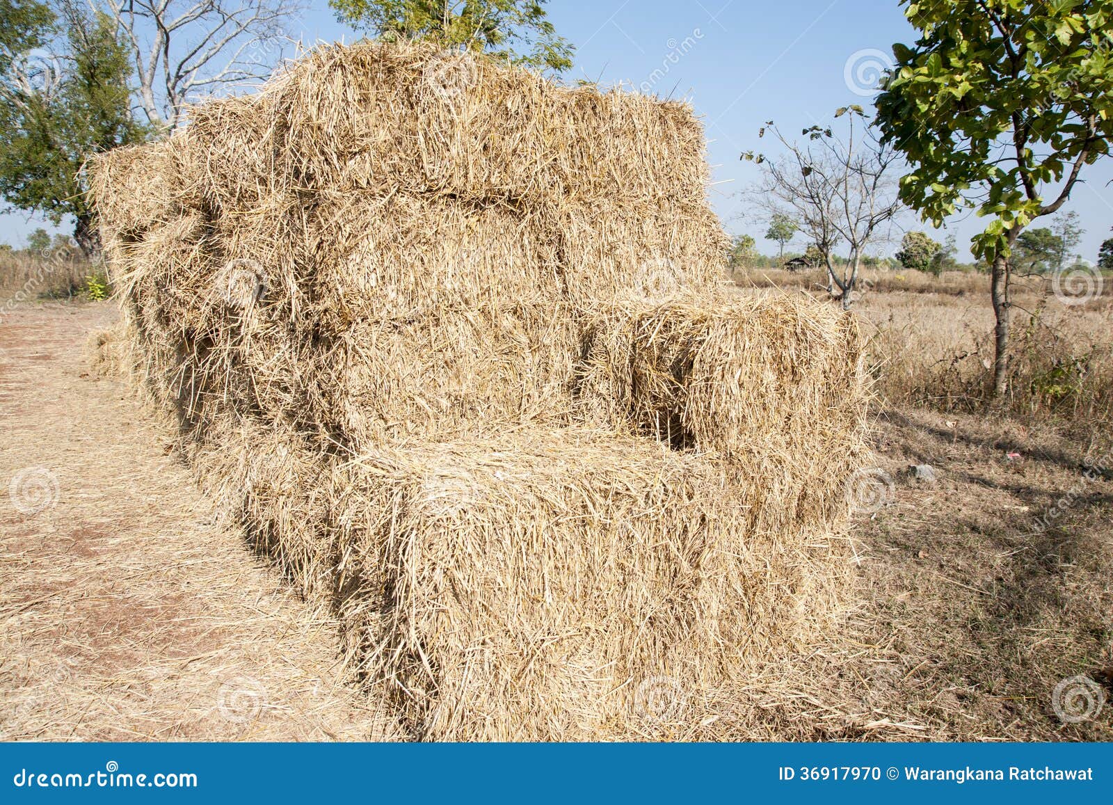 Chaff stock photo. Image of dried, meadow, pebbles, pile - 36917970