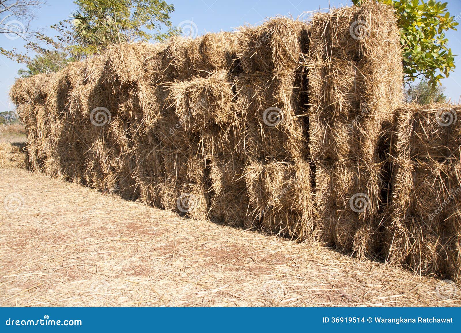 Chaff stock photo. Image of farming, bedding, natural - 36919514