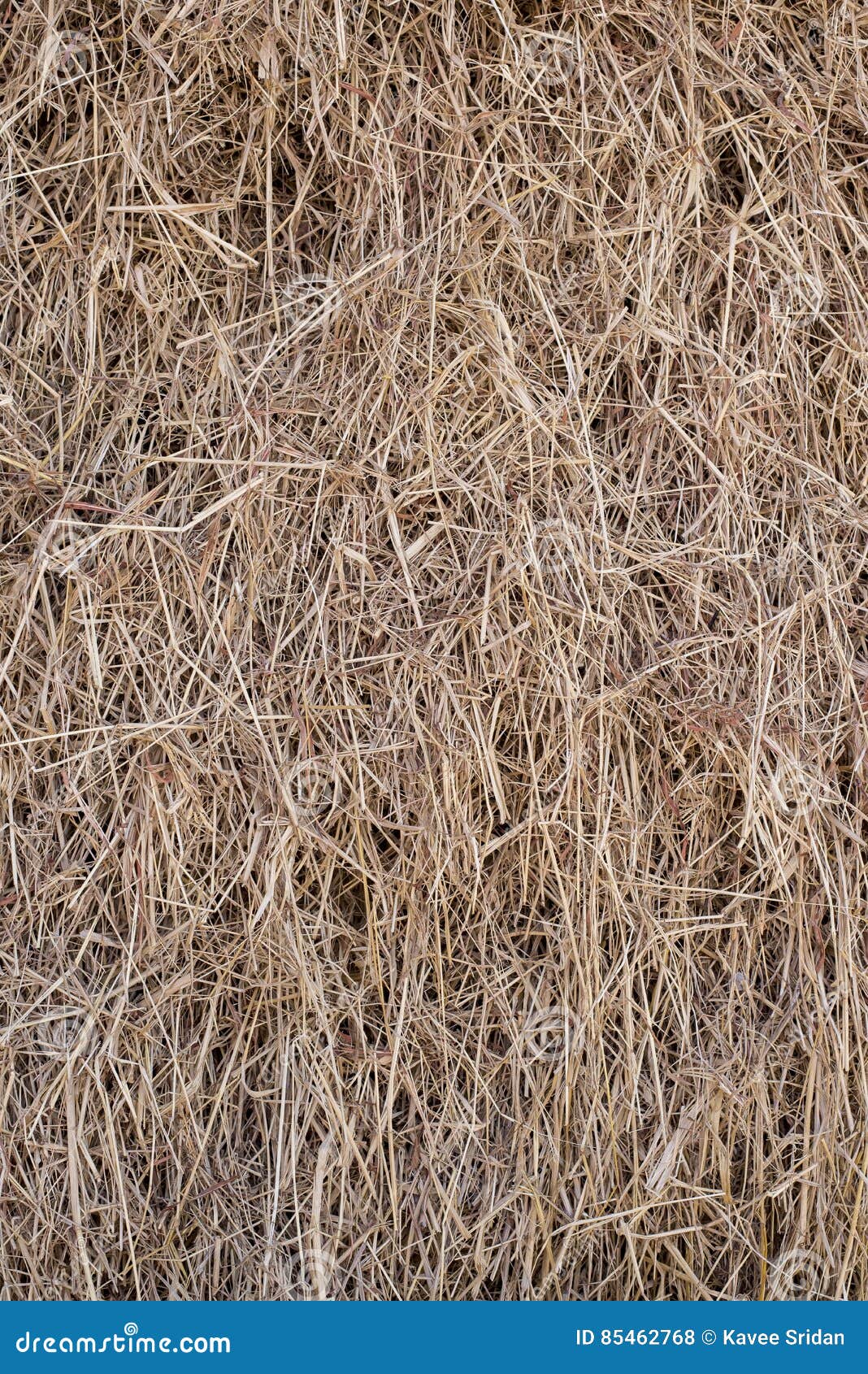 Chaff And Straw Leaving The Blower Pipe Of A Threshing Machine And ...