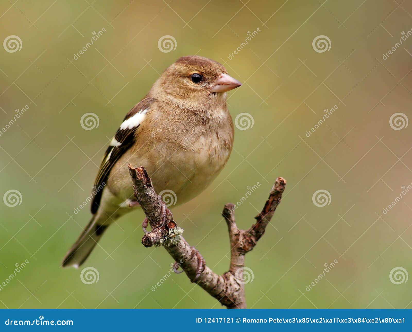 Chaffinch stock image. Image of forests, wildlife, birdwatching - 12417121
