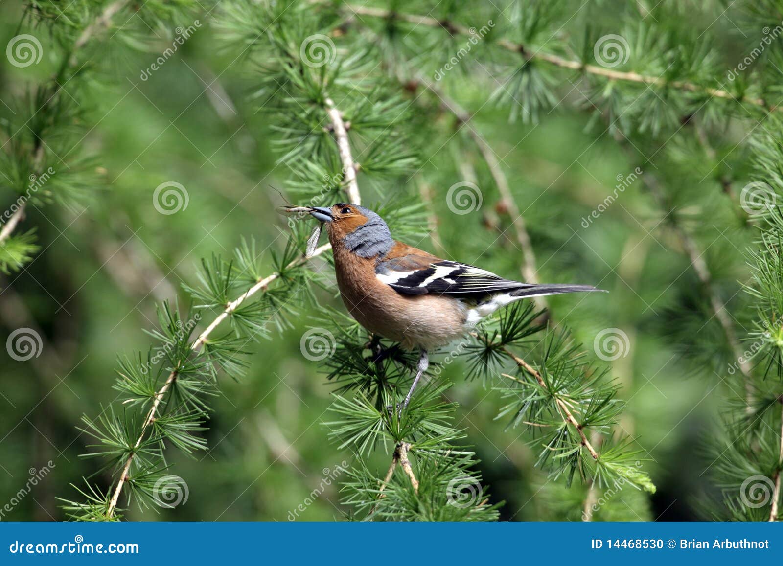 Chaffinch. stock photo. Image of birds, chaffinches, feather - 14468530