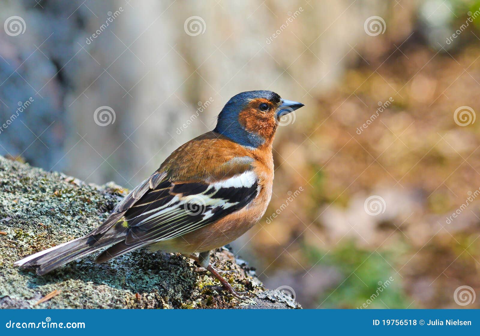 Chaffinch stock photo. Image of beak, outdoors, natural - 19756518