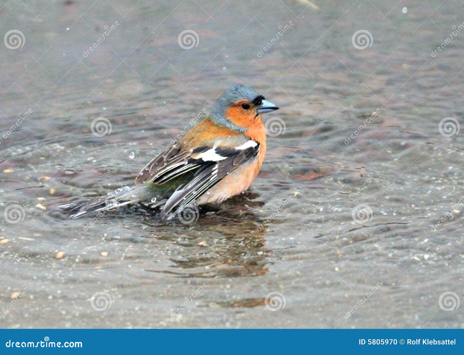 Chaffinch stock photo. Image of coelebs, sparrow, bird - 5805970