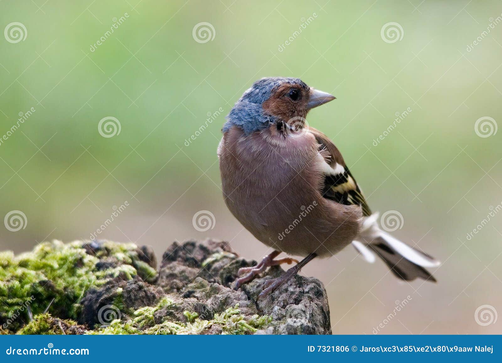 Chaffinch stock photo. Image of wildlife, small, fringillidae - 7321806