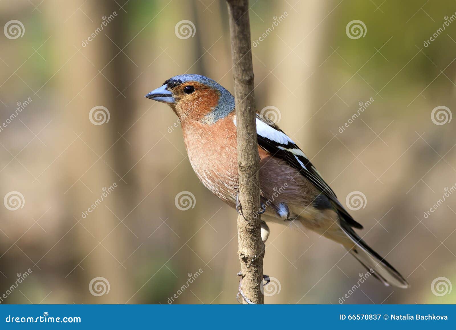 Chaffinch bird singing stock image. Image of single, song - 66570837