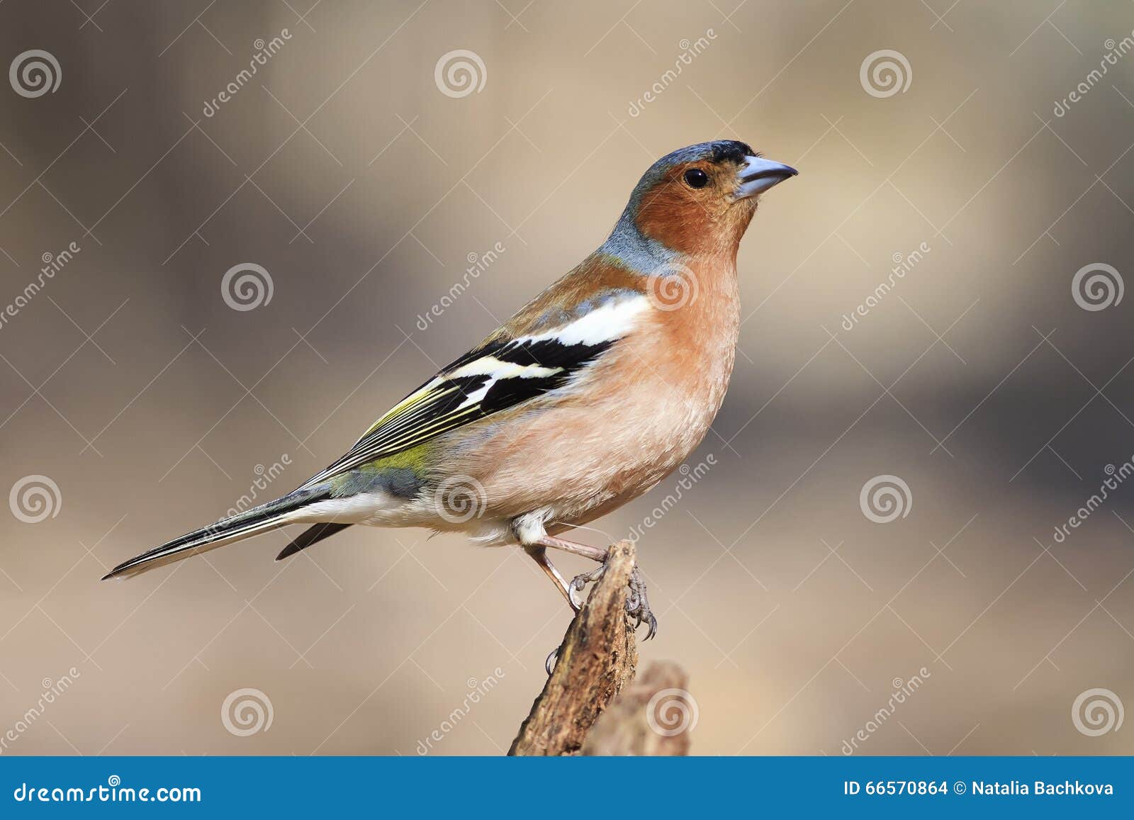 Chaffinch bird singing stock photo. Image of bird, single - 66570864