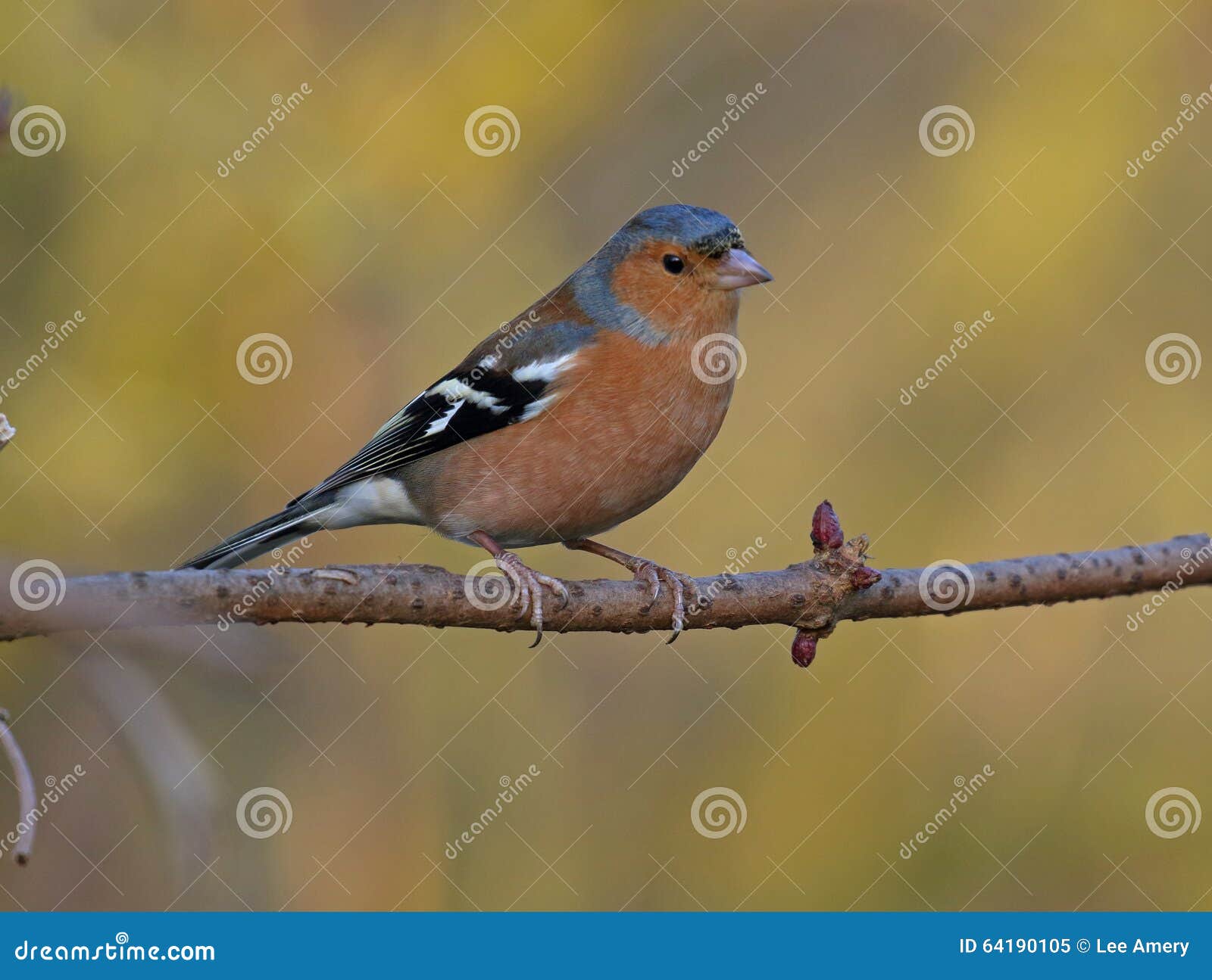 Chaffinch stock image. Image of forest, colorful, goldfinch - 64190105
