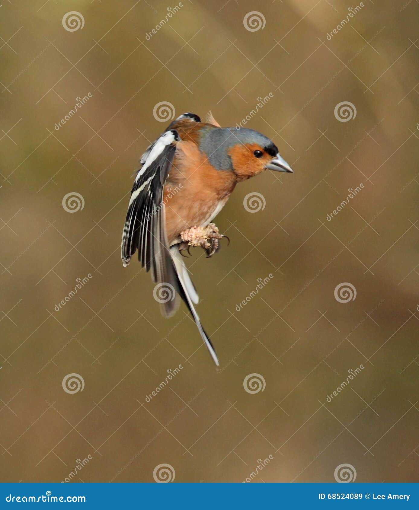 Chaffinch stock image. Image of birds, chaffinch, life - 68524089