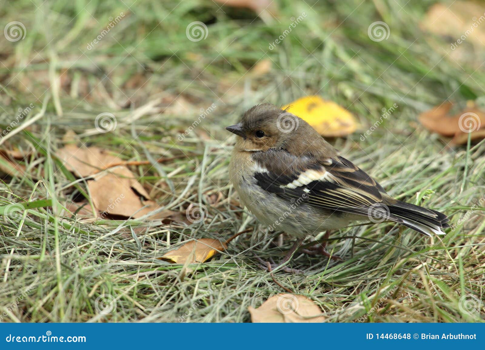 Chaffinch chick. stock photo. Image of chaffinches, wildlife - 14468648