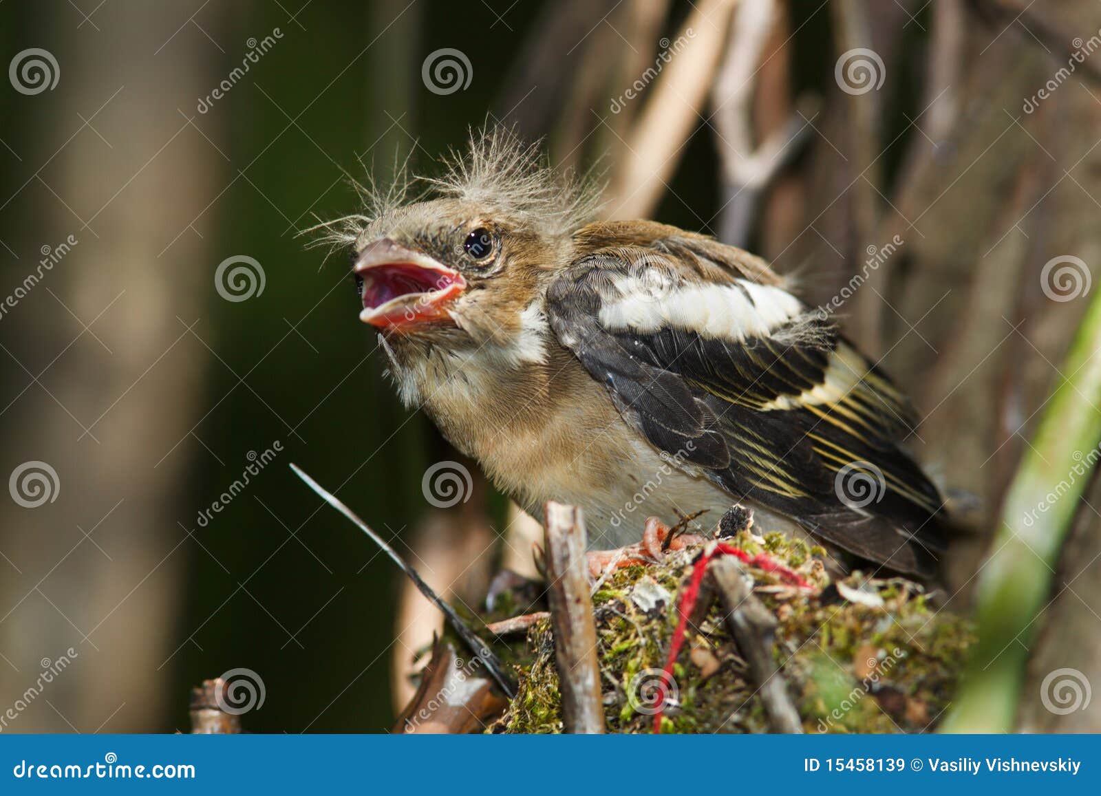 Chaffinch, Fringilla Coelebs Stock Image - Image of fringilla, common ...