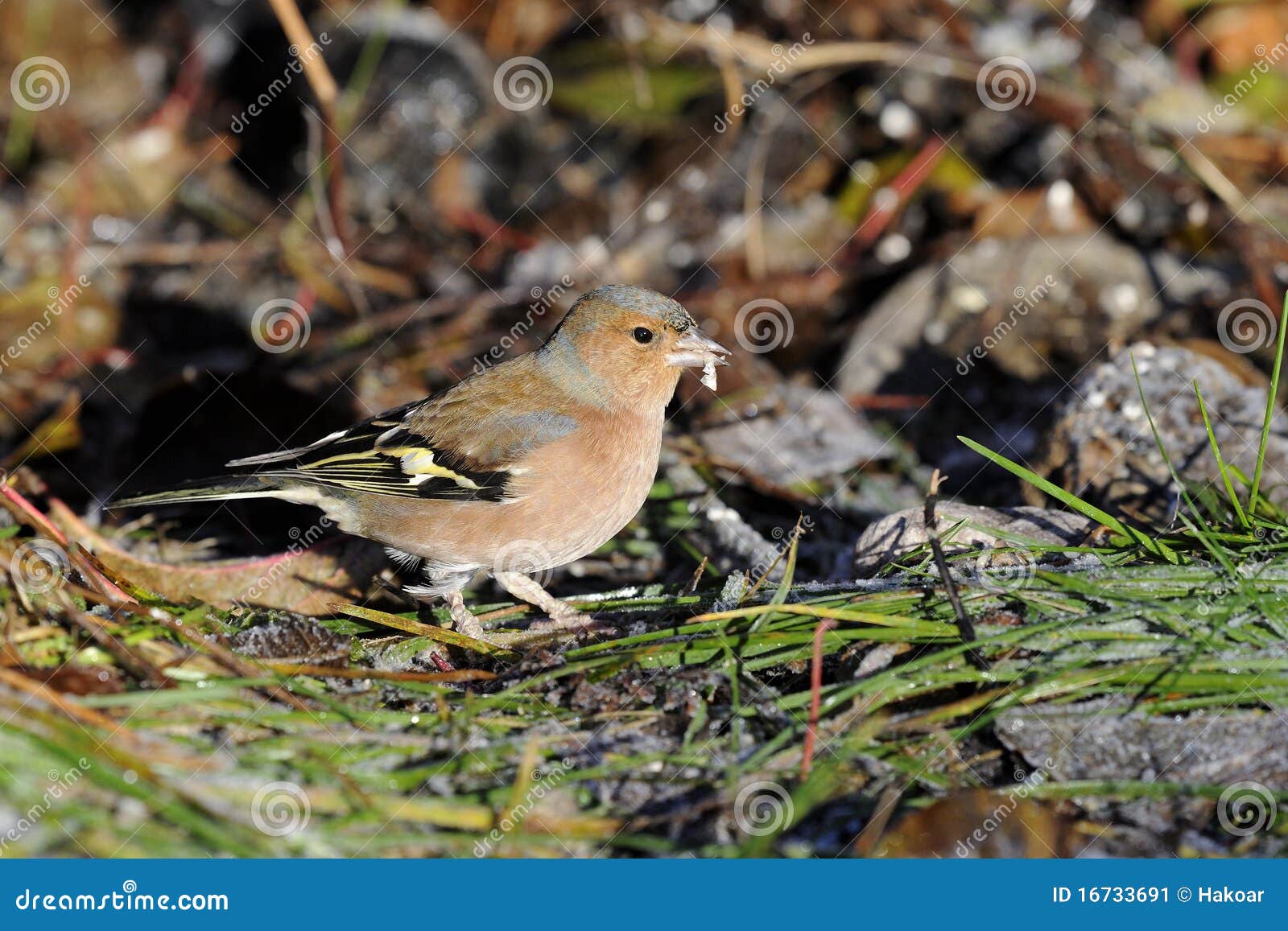 Chaffinch, Fringilla Coelebs Stock Image - Image of fringilla, bird ...