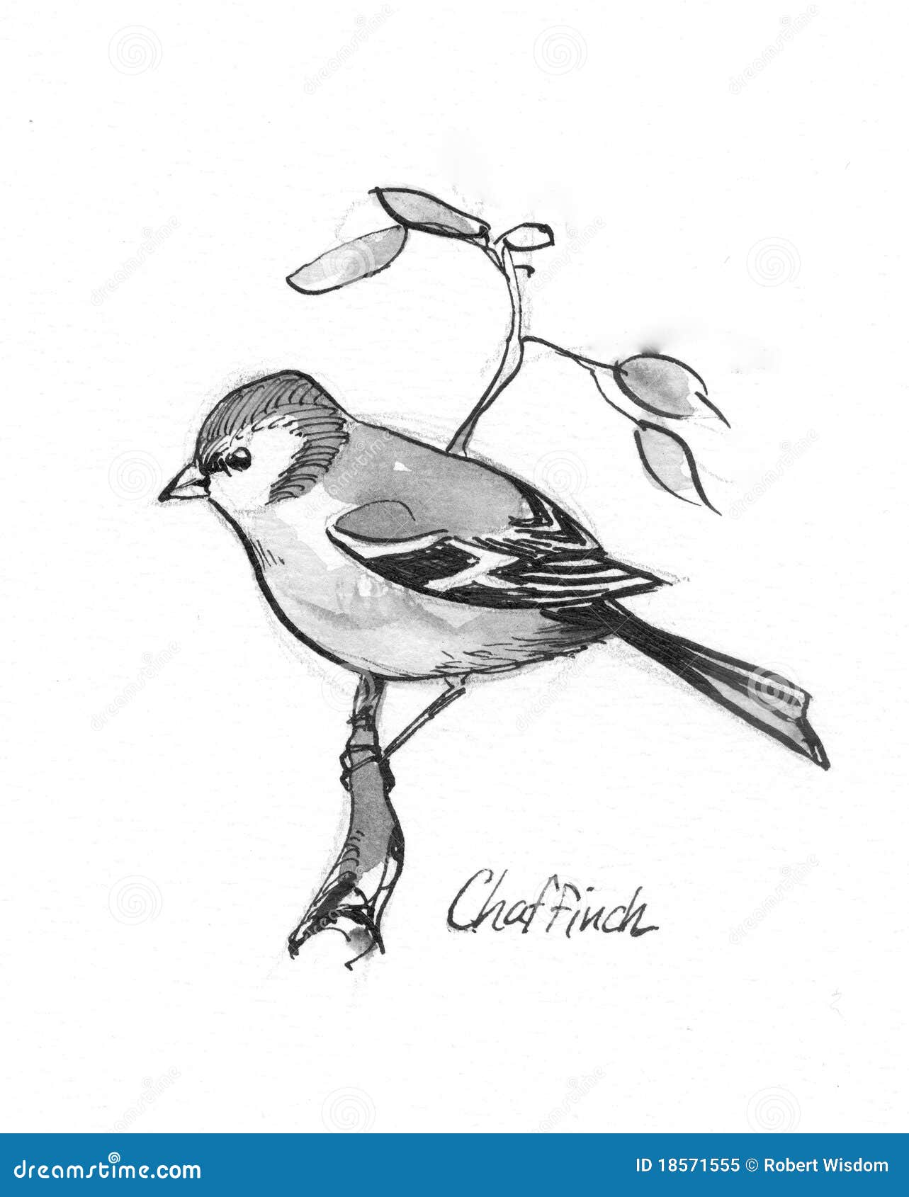 Chaffinch illustration stock illustration. Illustration of grayscale ...
