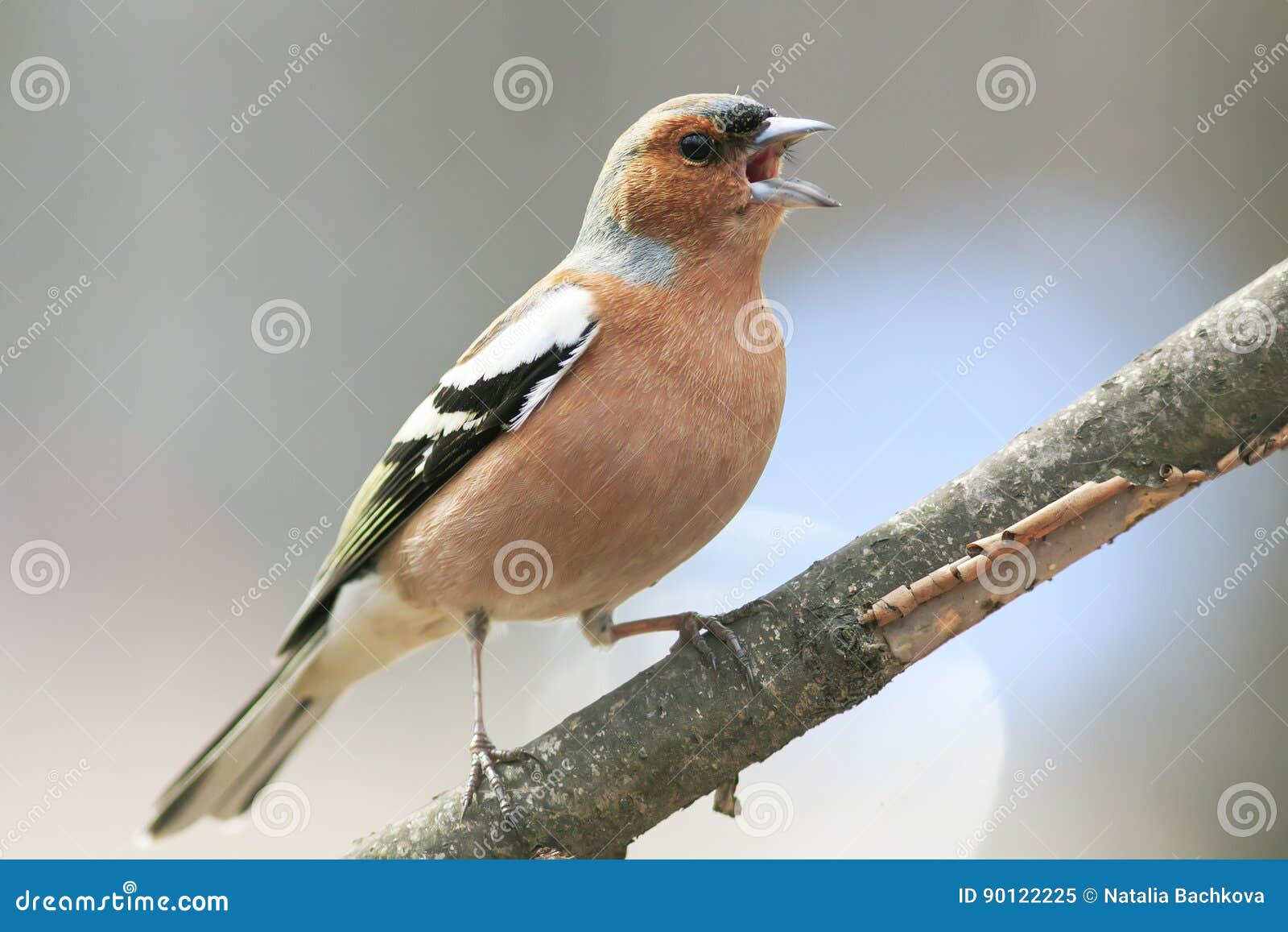 Chaffinch Leaping Singing the Song in Spring Park Stock Image - Image ...