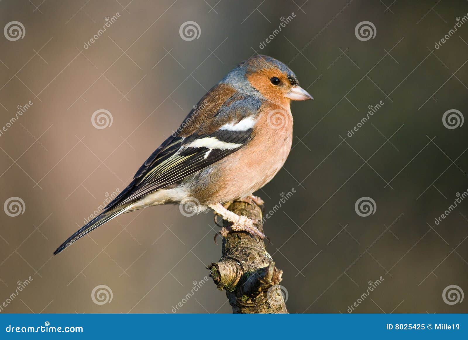 Chaffinch (male) stock image. Image of british, garden - 8025425