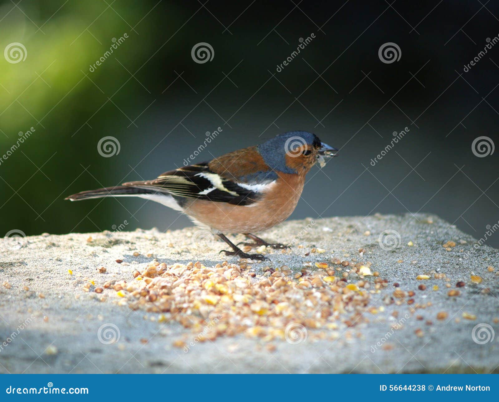 Chaffinch stock photo. Image of small, coelebs, passerine - 56644238