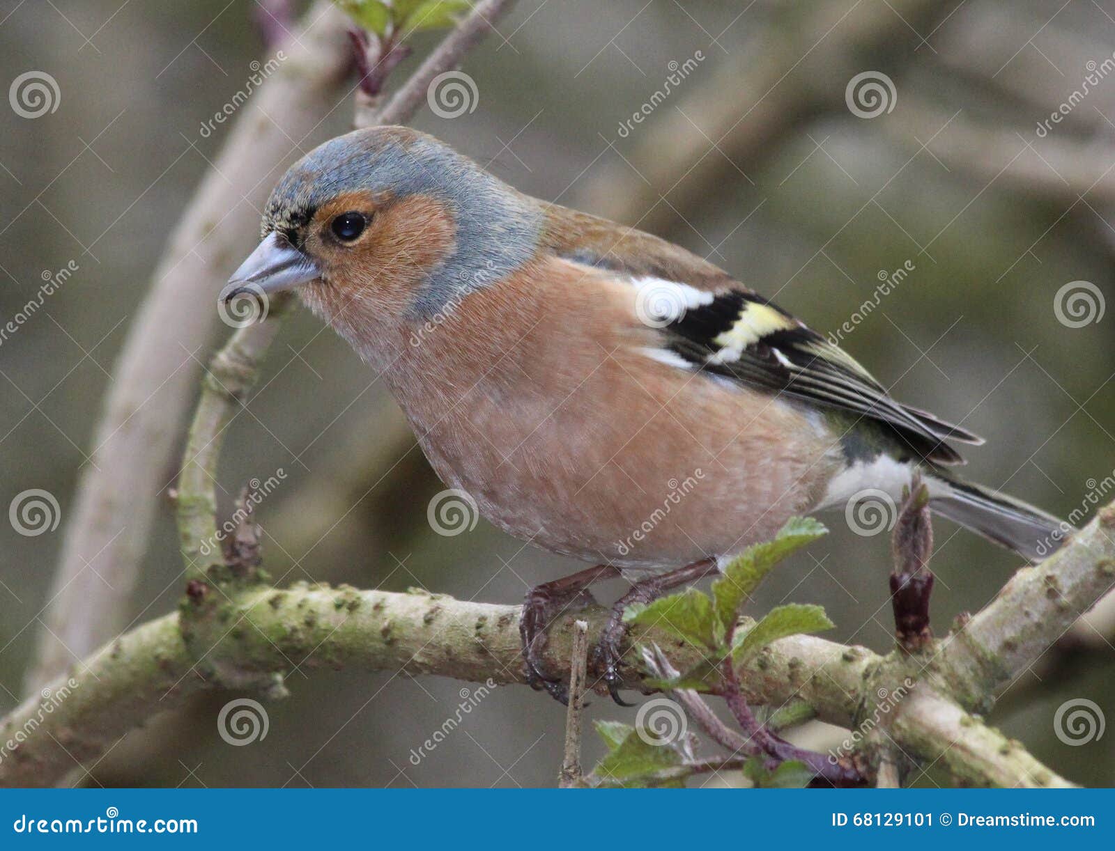 Chaffinch stock image. Image of feathers, feather, wildlife - 68129101