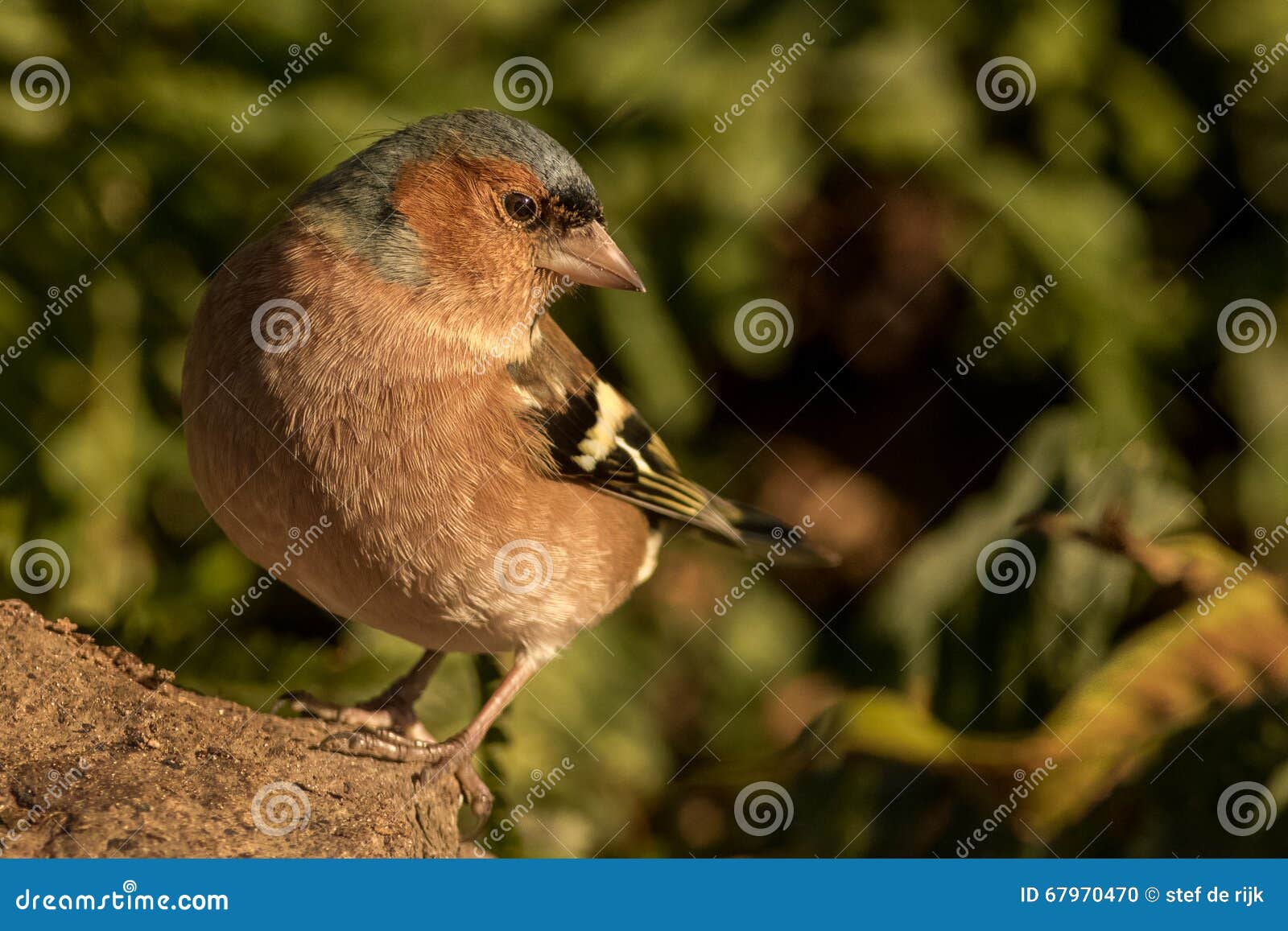 Chaffinch stock photo. Image of nature, life, wildlife - 67970470