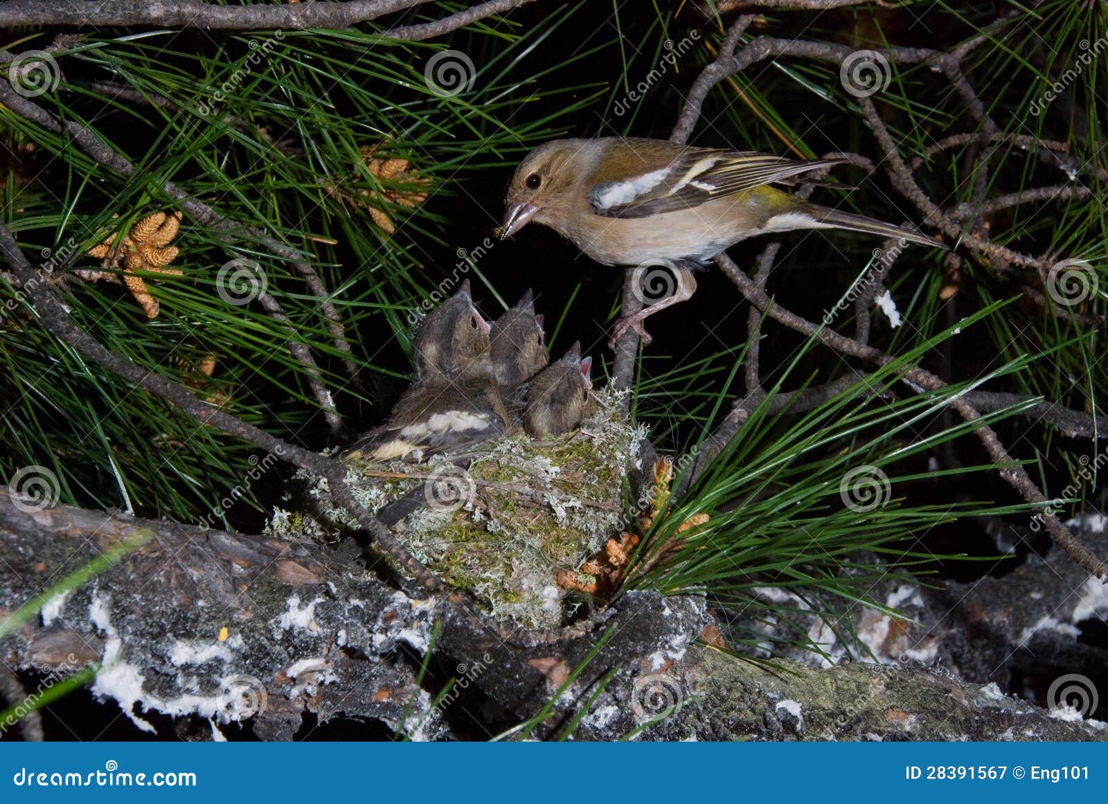 Chaffinch s Nest stock image. Image of nature, coelebs - 28391567