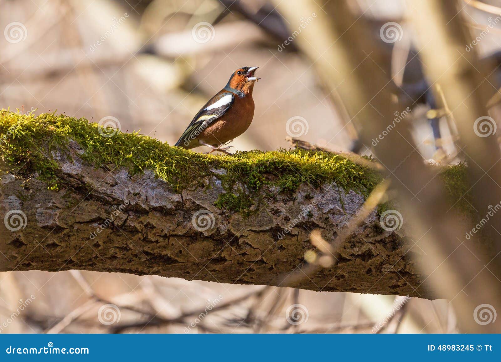 Chaffinch Singing on a Branch Stock Image - Image of birdsong, common ...