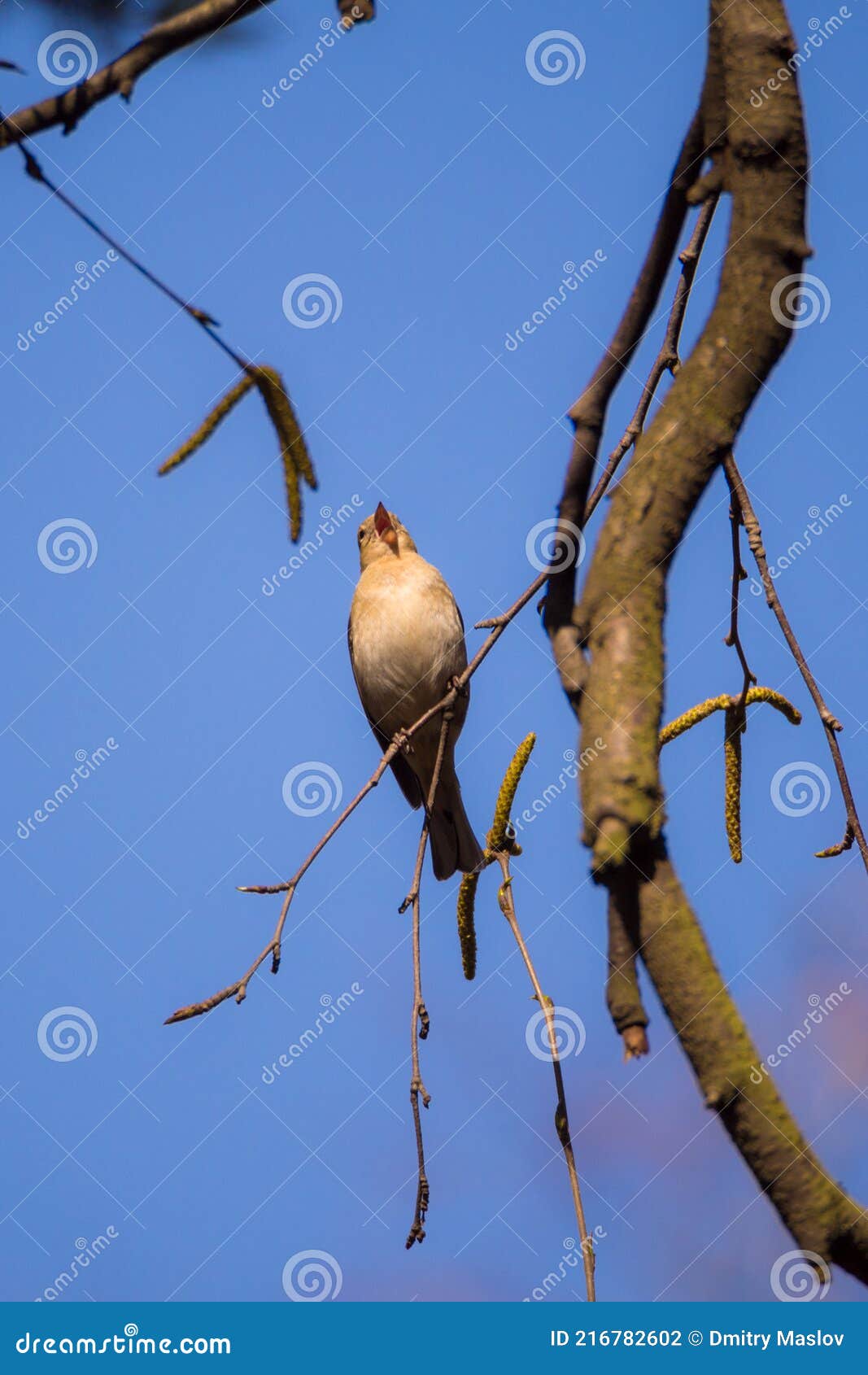 Chaffinch Singing in Spring Stock Photo - Image of finch, sing: 216782602