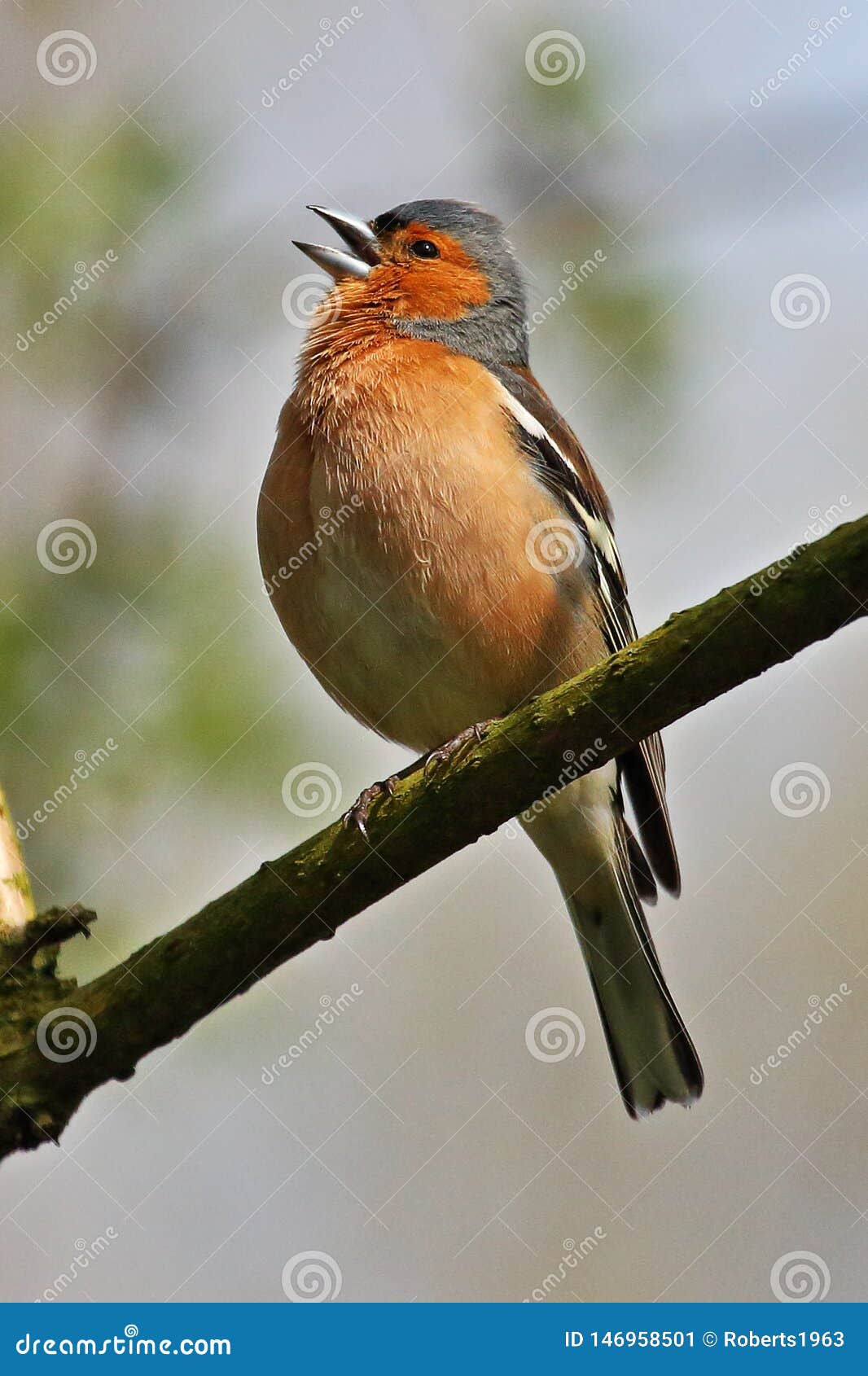 A Chaffinch Singing in a Tree at Leighton Moss, Lancashire Stock Image ...