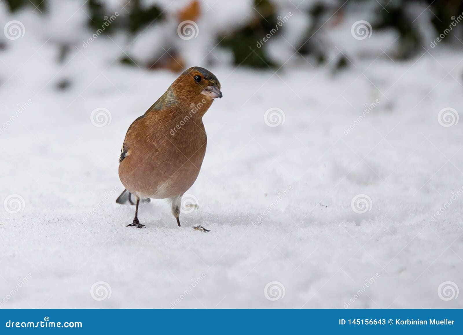 Chaffinch in the snow stock image. Image of ornithology - 145156643