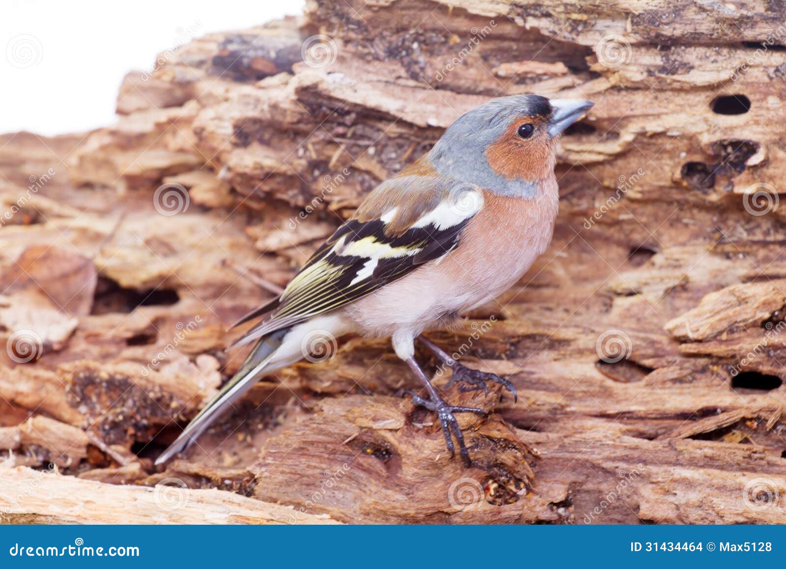 Chaffinch stock photo. Image of fringilla, season, insect - 31434464