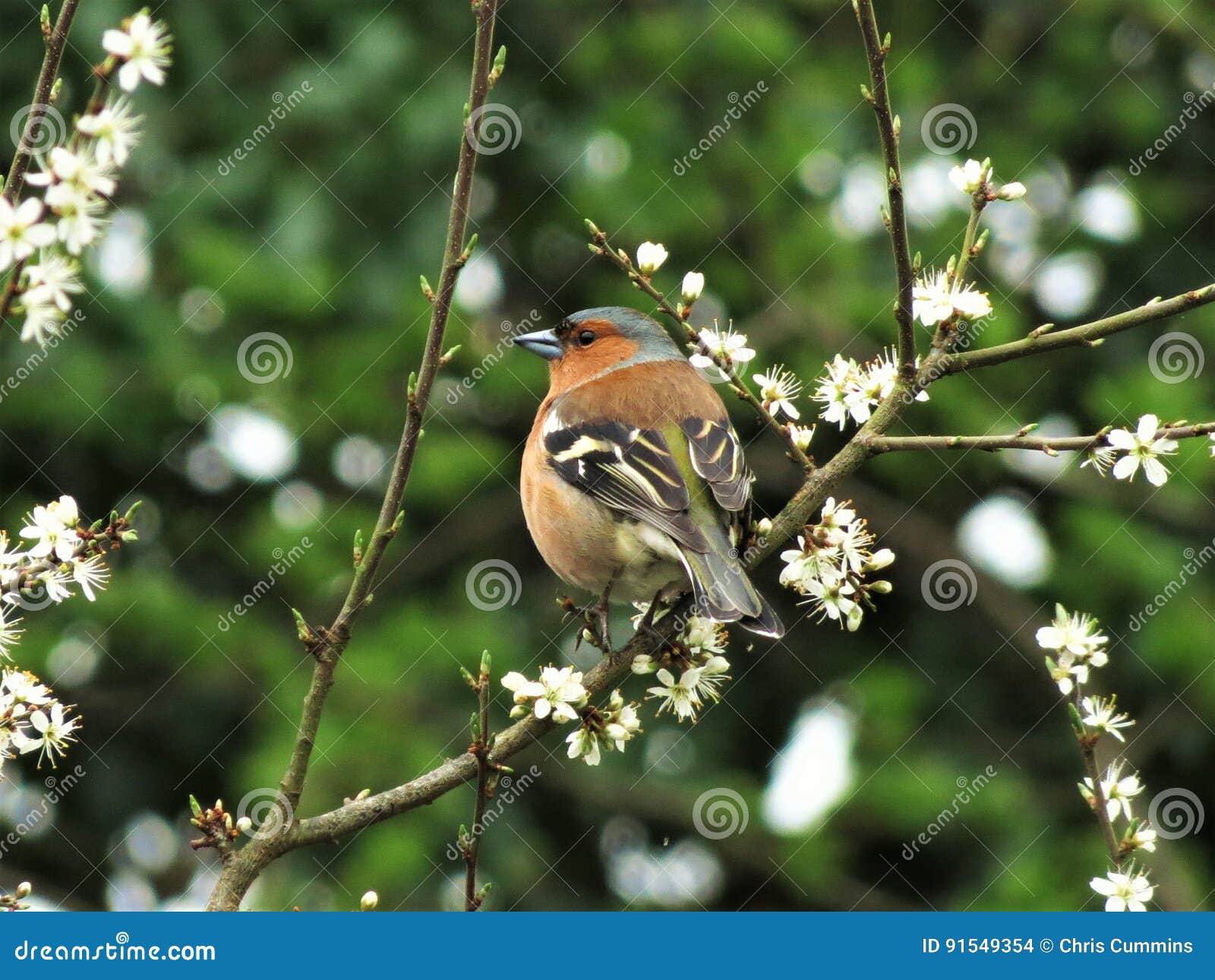 A chaffinch in a tree stock photo. Image of feathers - 91549354