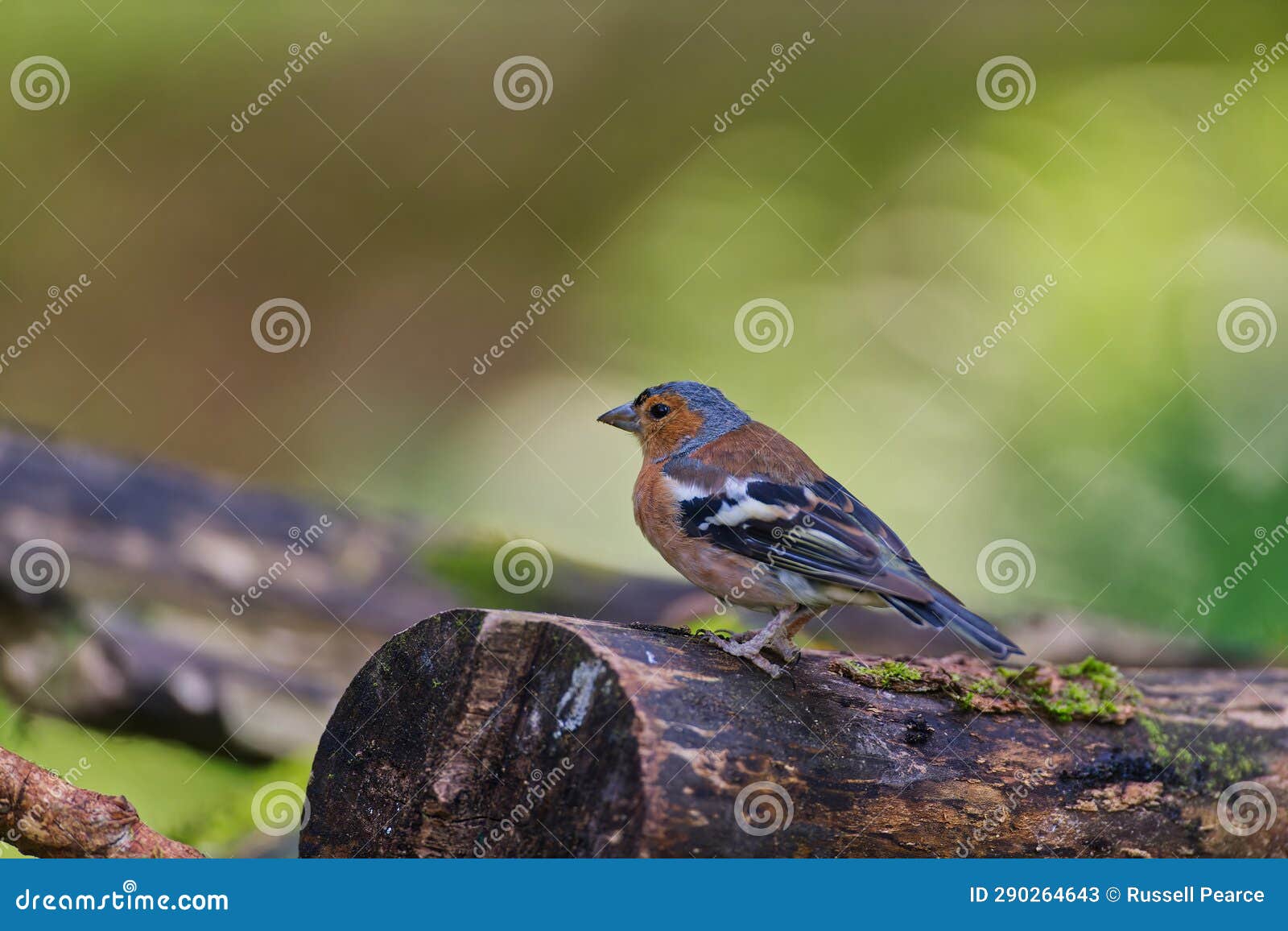Chaffinchon log stock image. Image of common, nature - 290264643