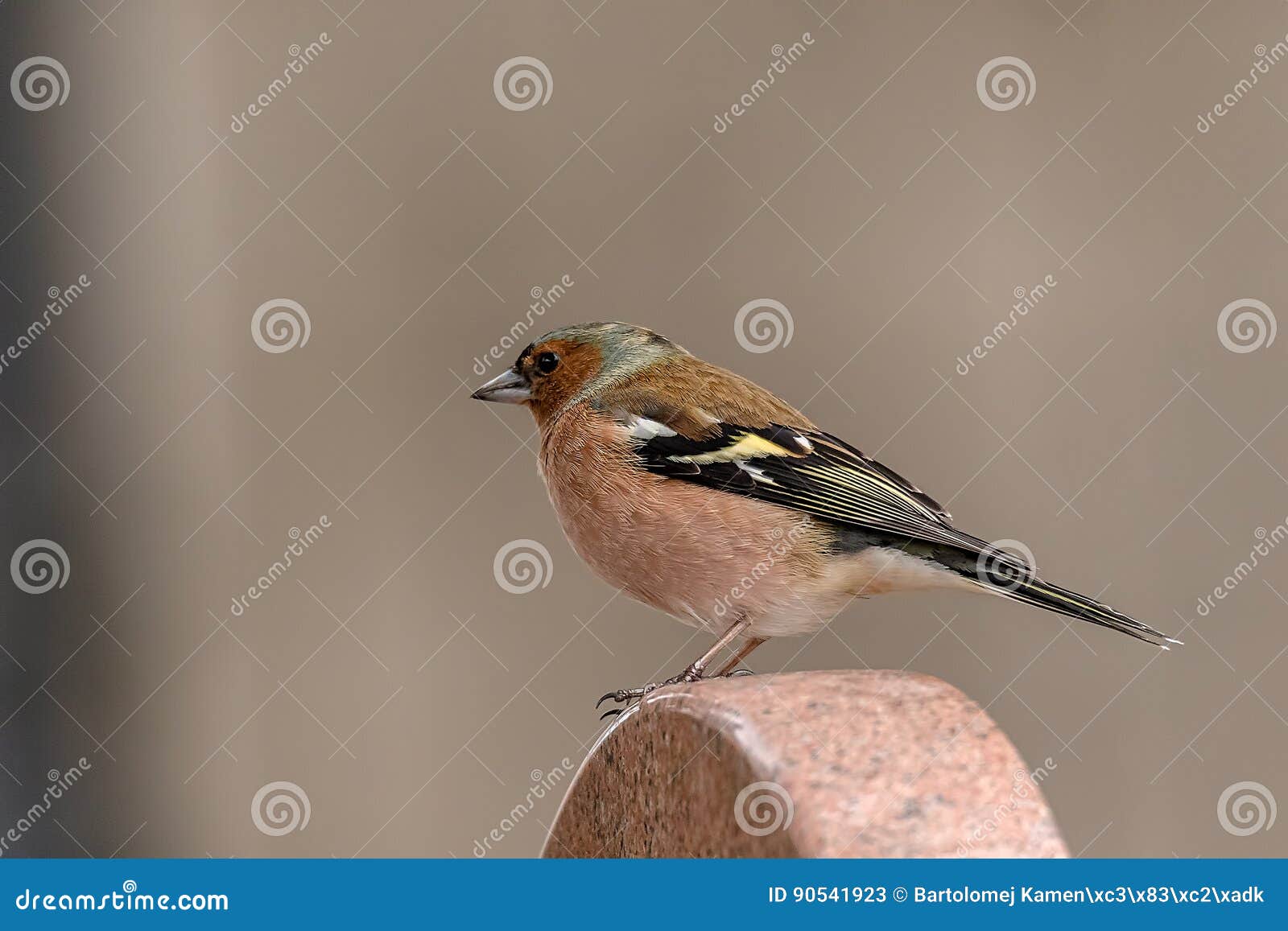 Chafinnch Male Sitting on the Rock Stock Image - Image of cute, feather ...