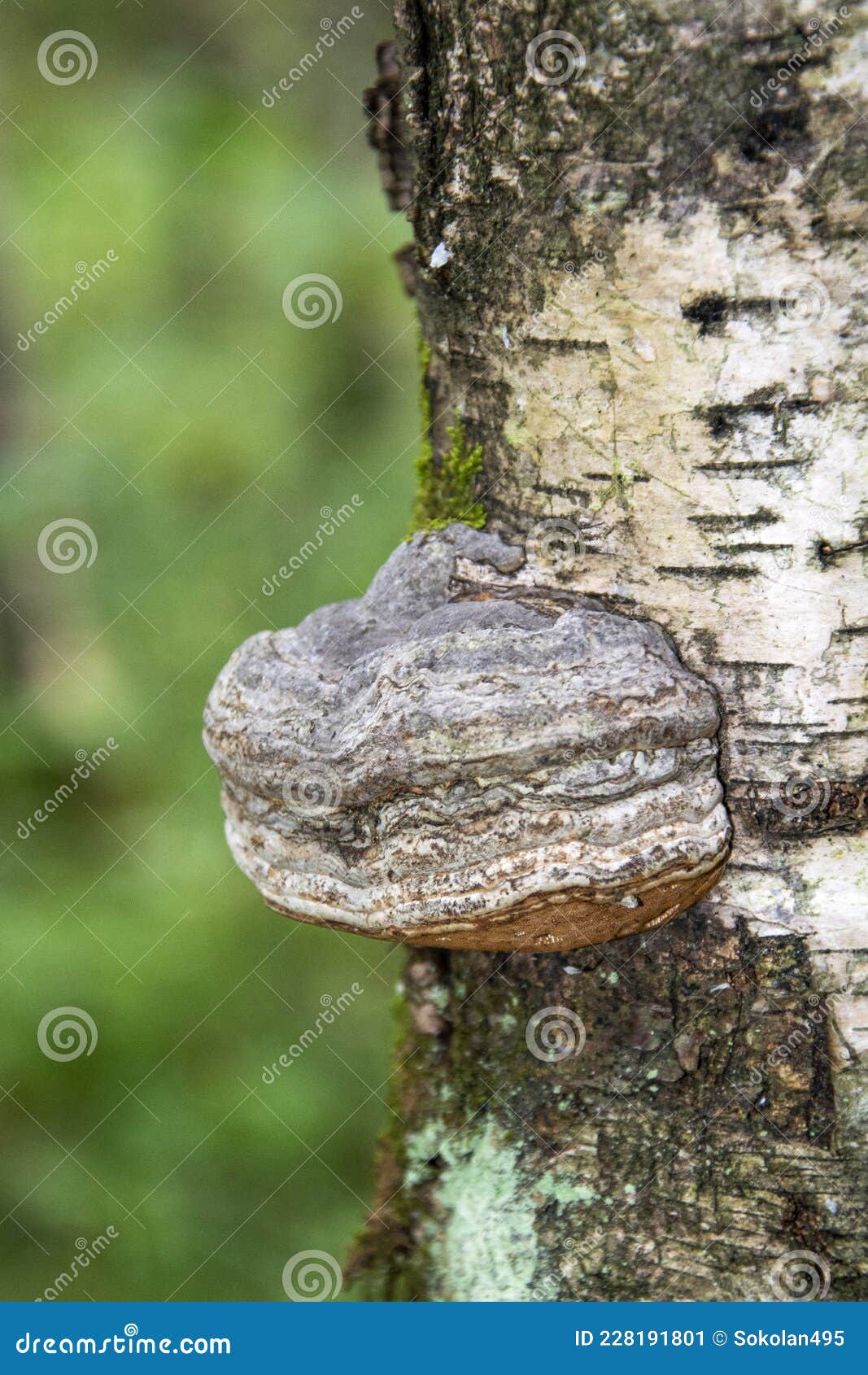 Chaga. Birch Medicinal Mushroom Stock Image - Image of biology, birch ...