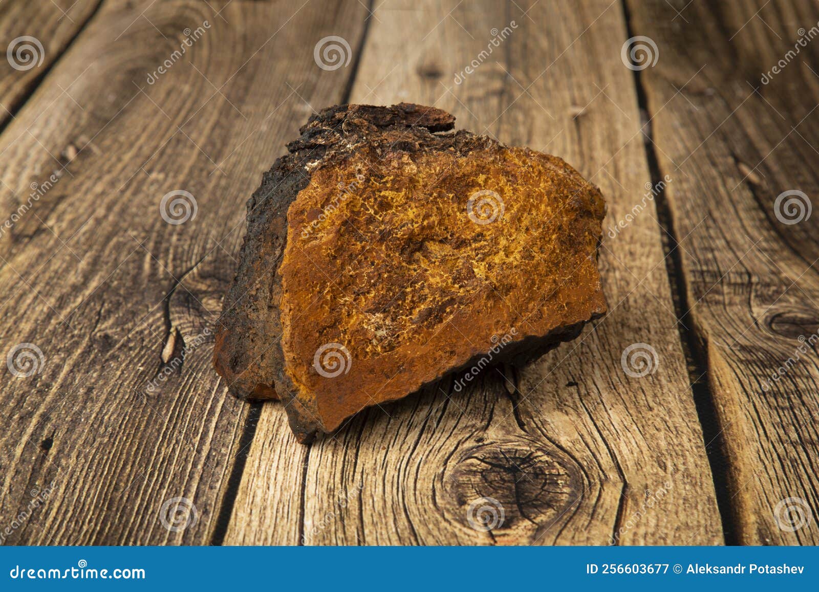 Chaga.Birch Chaga.Mushroom on a Birch Tree Stock Image - Image of ...