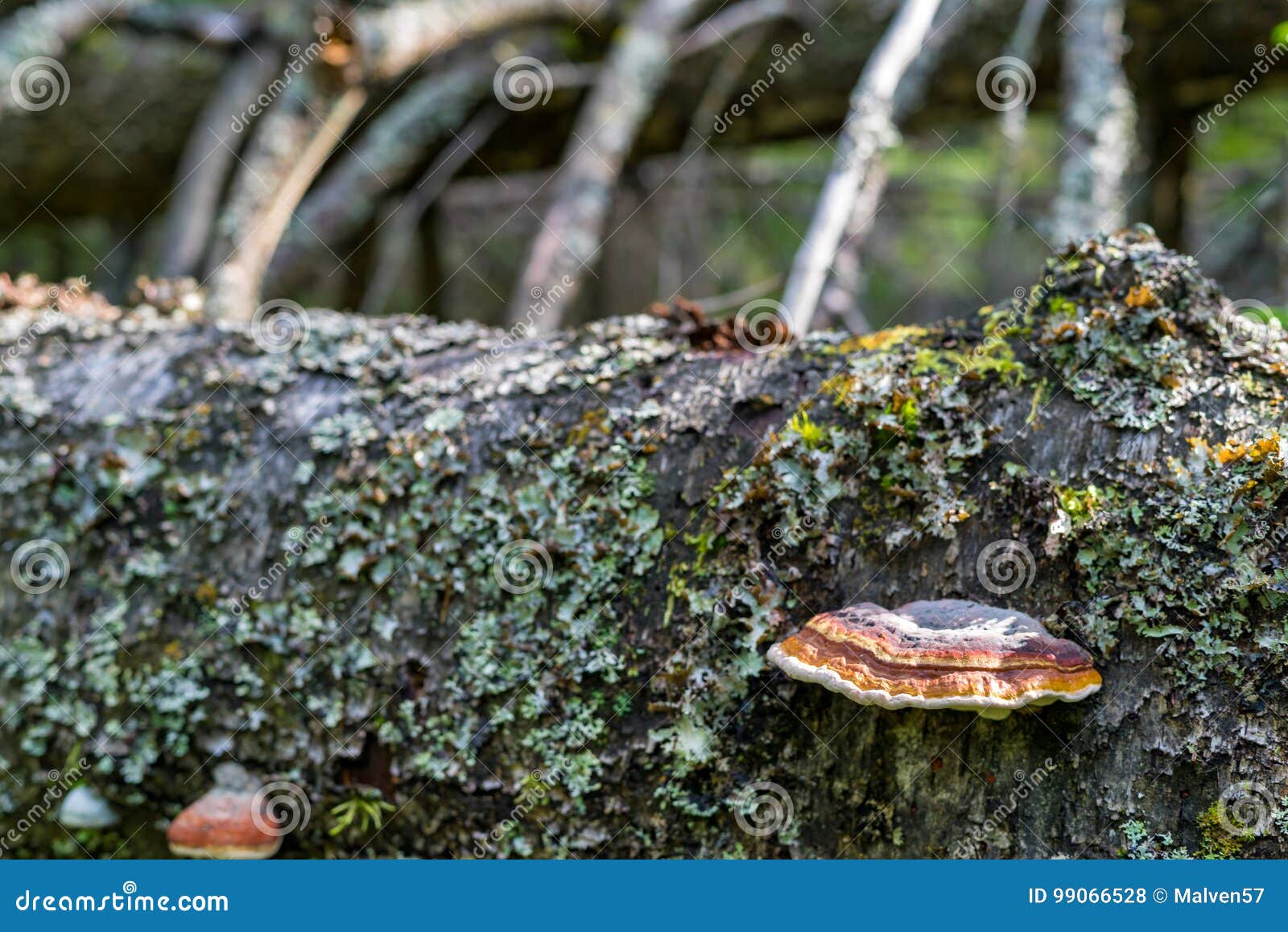 Chaga or Fungi on Tree Bark Stock Photo - Image of windbreak, wild ...