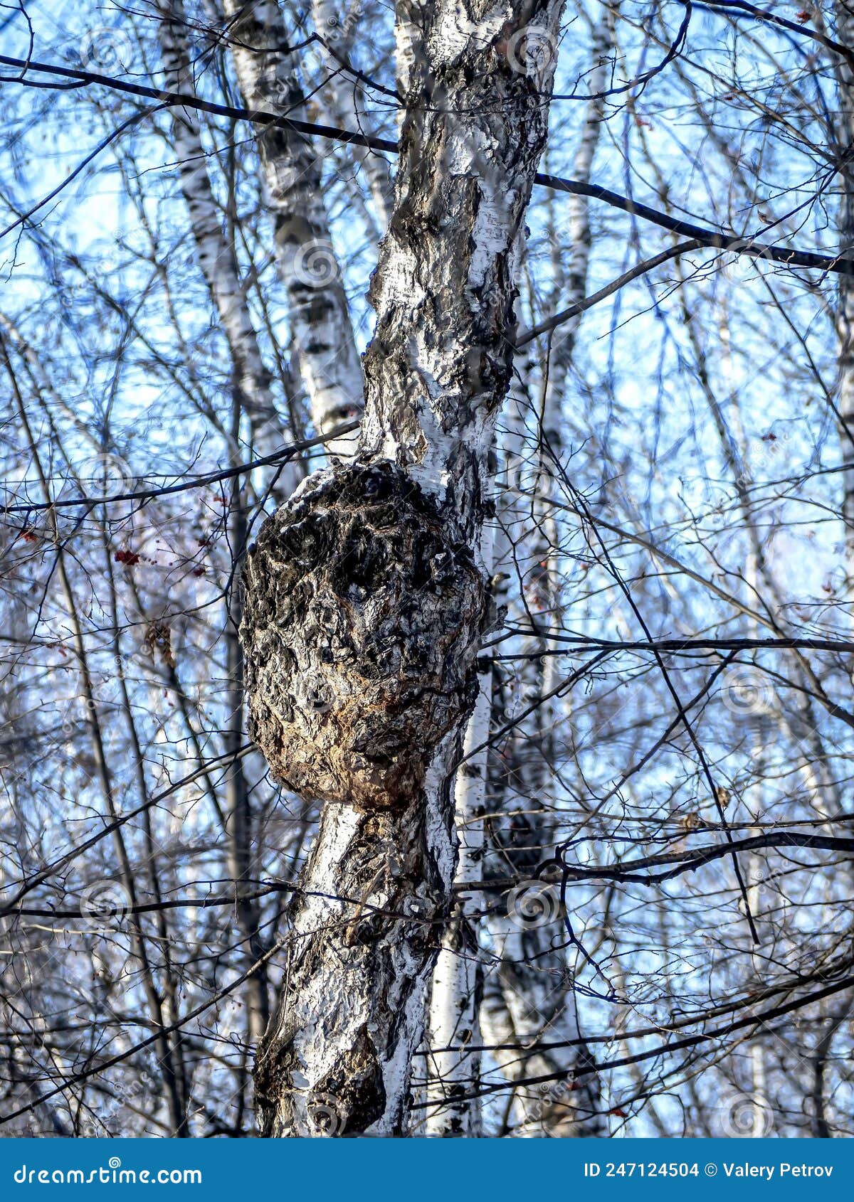 Chaga Growth on a Birch Tree in the Forest Stock Photo - Image of bark ...