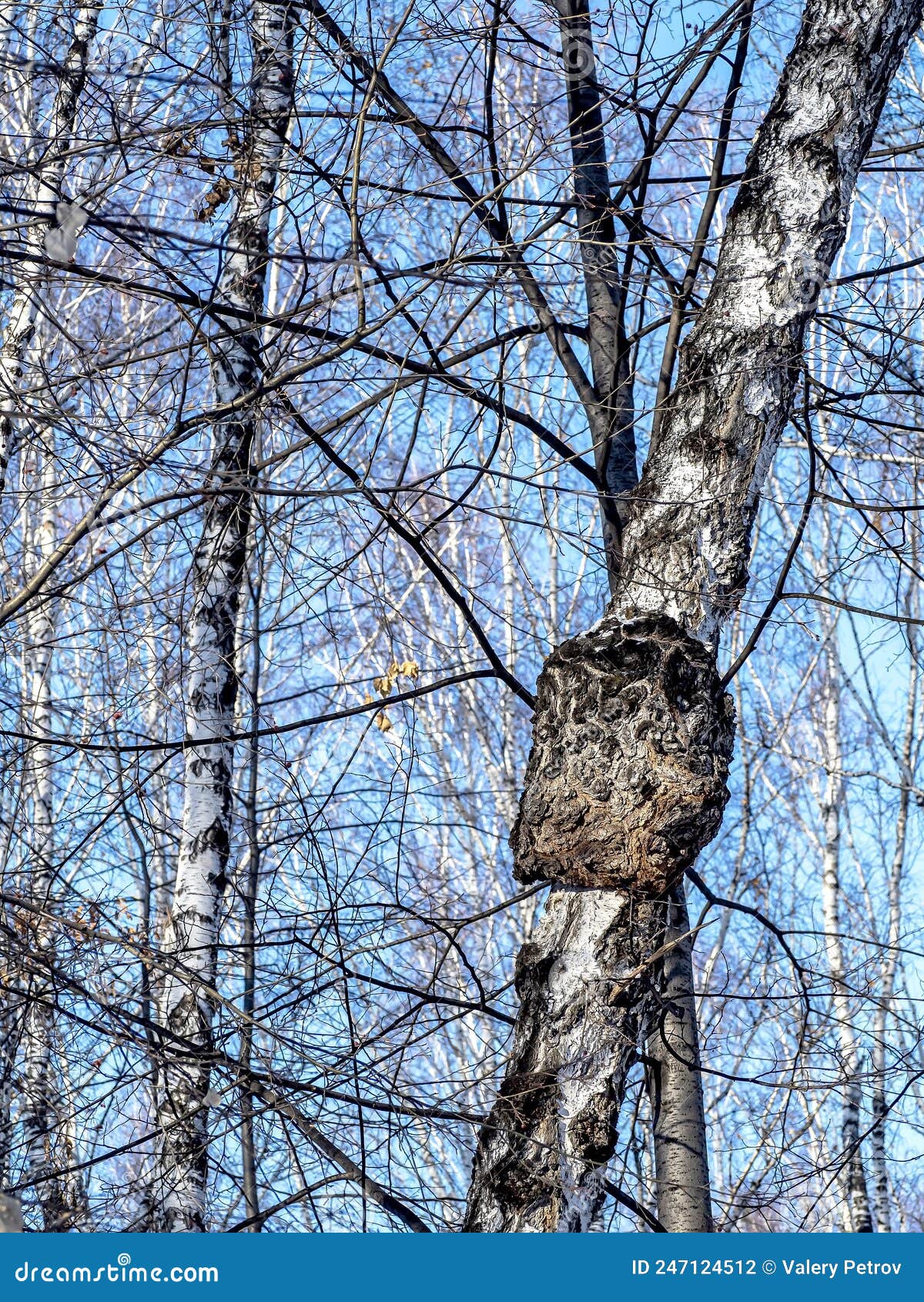 Chaga Growth on a Birch Tree in the Forest Stock Photo - Image of ...