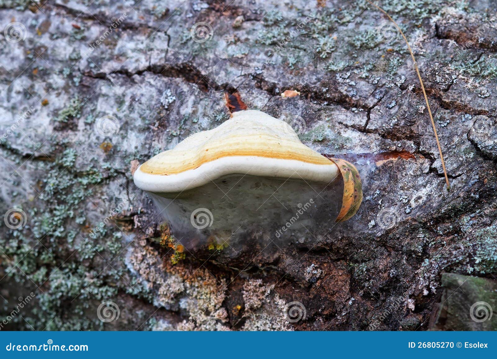 Chaga Mushroom stock photo. Image of spore, chaga, plant - 26805270