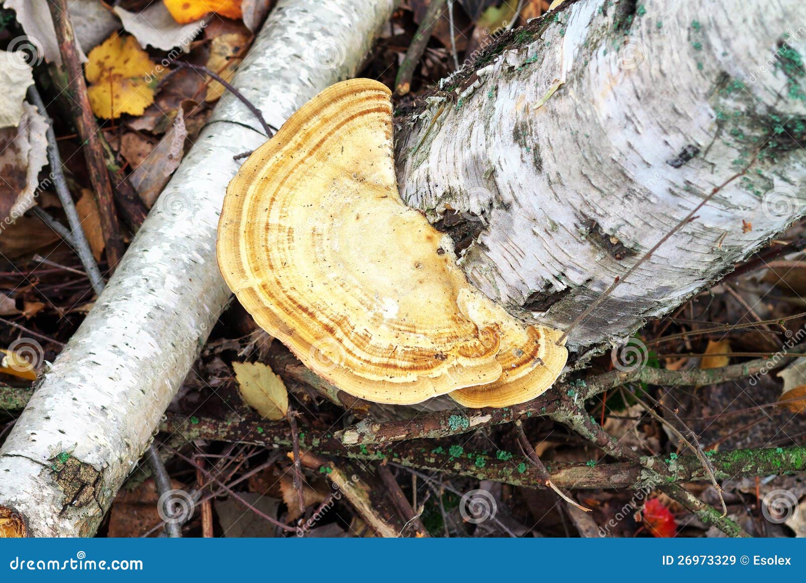 Chaga Tea Mushroom From Birch Tree Using For Healing Tea Or Coffee In ...