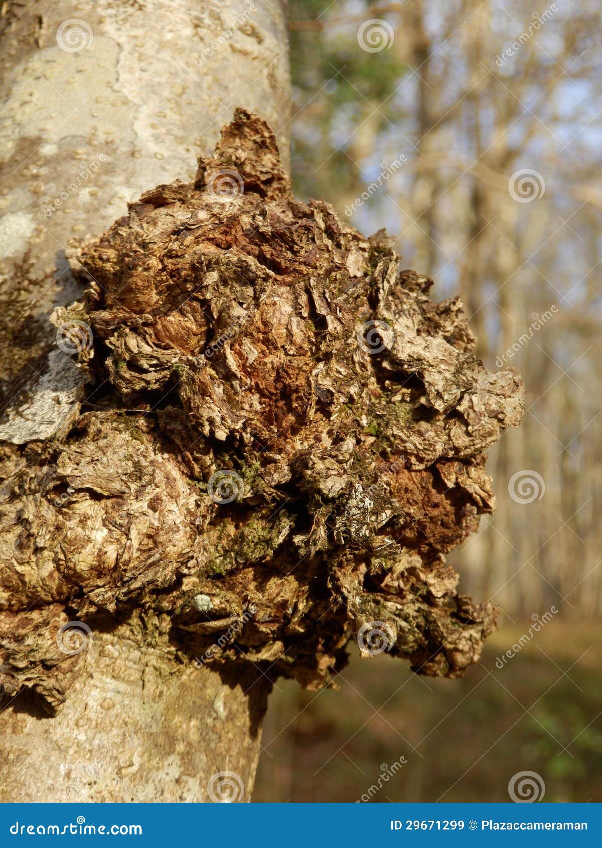 Chaga Mushroom. A Pile Of Large Pieces Natural Wild Birch Fungus Chaga ...