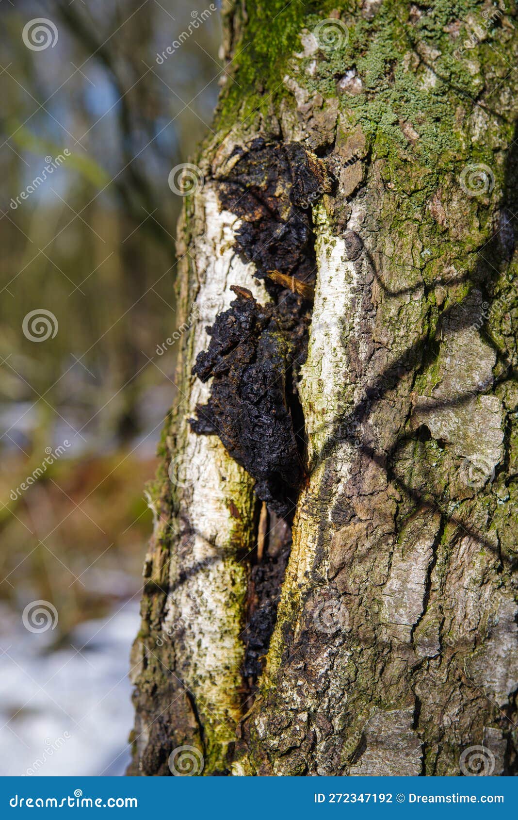 Medicinal Chaga Mushroom On The Trunk Of A Birch Royalty-Free Stock ...