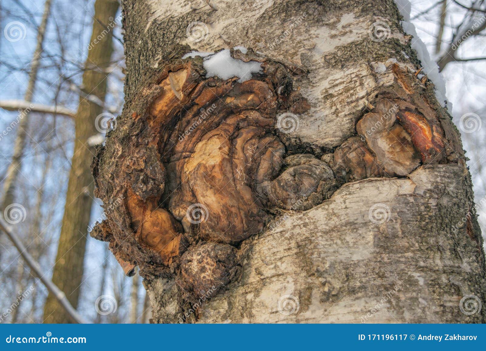 Chaga Chaga Mushroom on a Birch Trunk. Close Up.on the Trunk of a Birch ...
