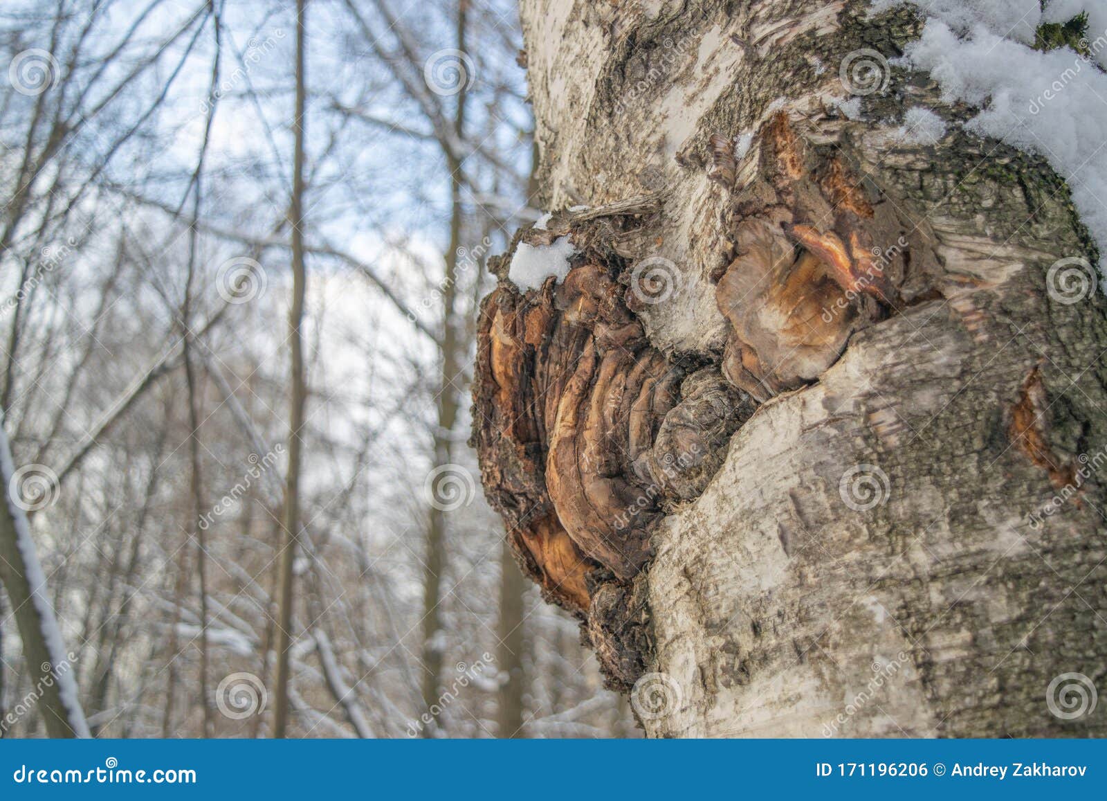 Chaga Chaga Mushroom on a Birch Trunk. Close Up.on the Trunk of a Birch ...