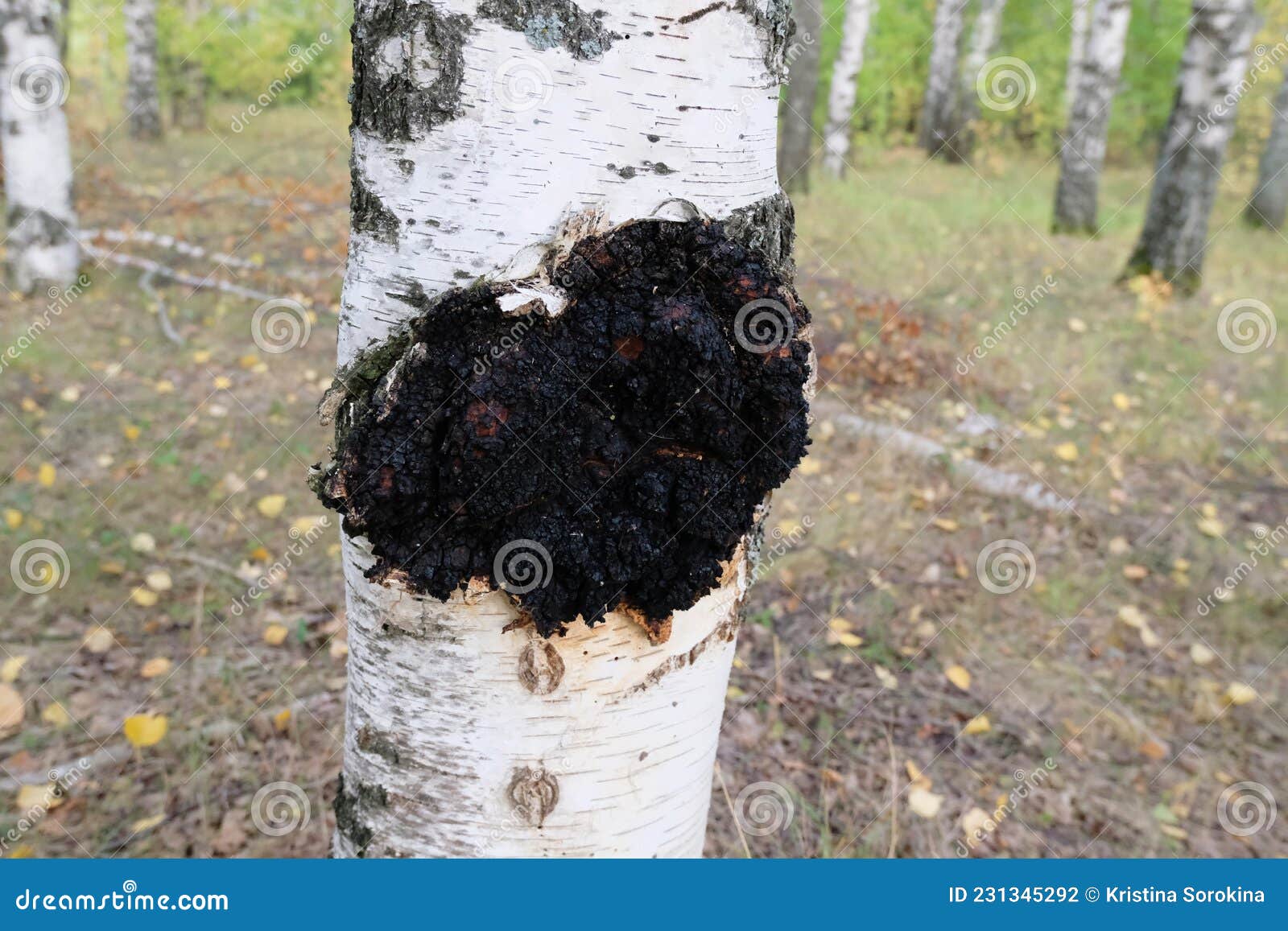 Chaga Mushroom on a Birch Trunk in Forest Stock Photo - Image of ...