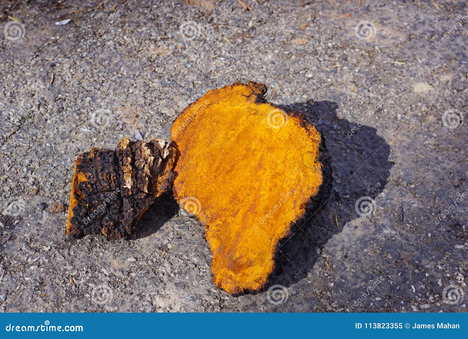 Chaga Mushroom Chunks Drying Outside Stock Image - Image of immune ...